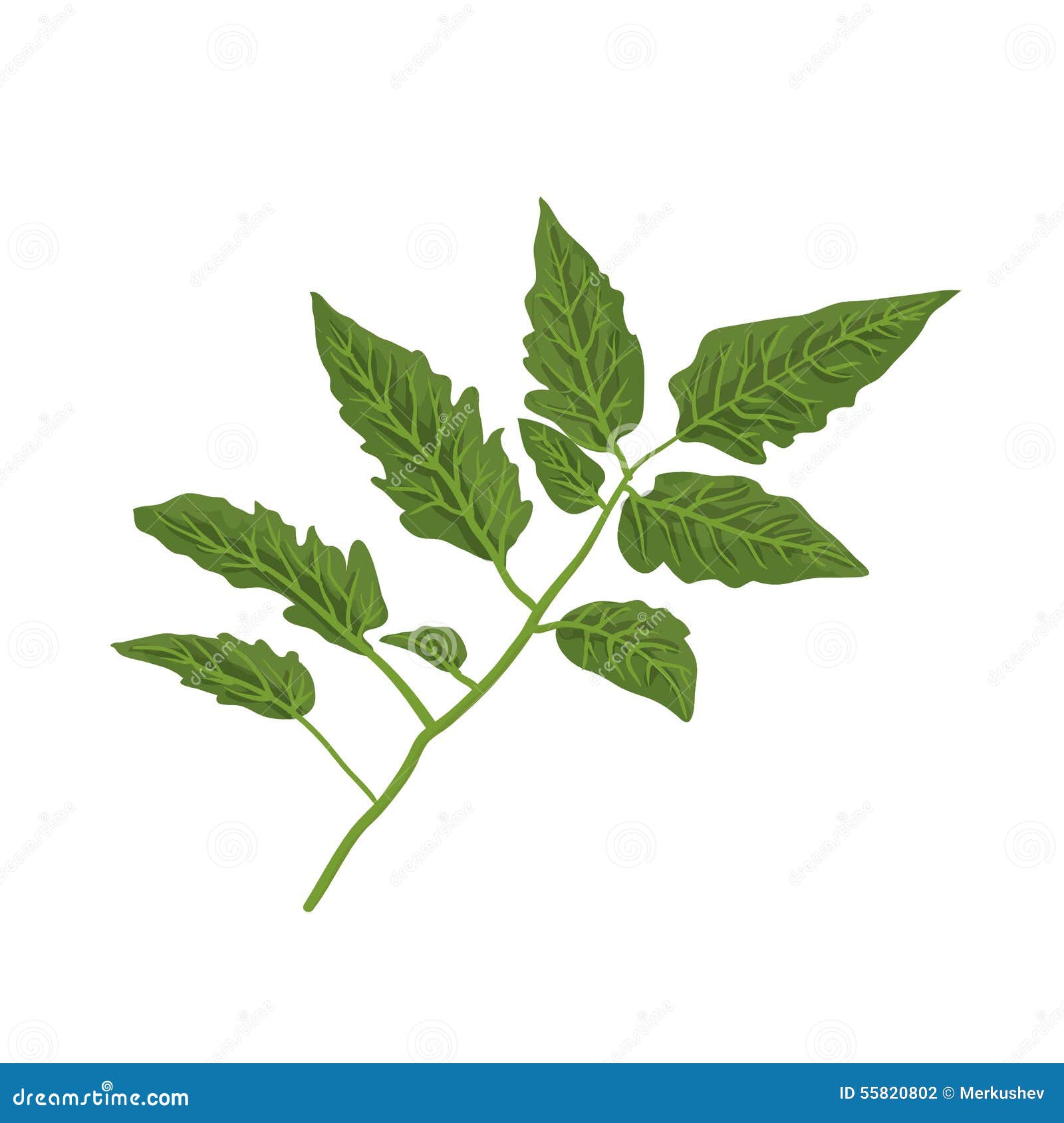 Tomato leaf, on white stock vector. Illustration of leaf - 55820802