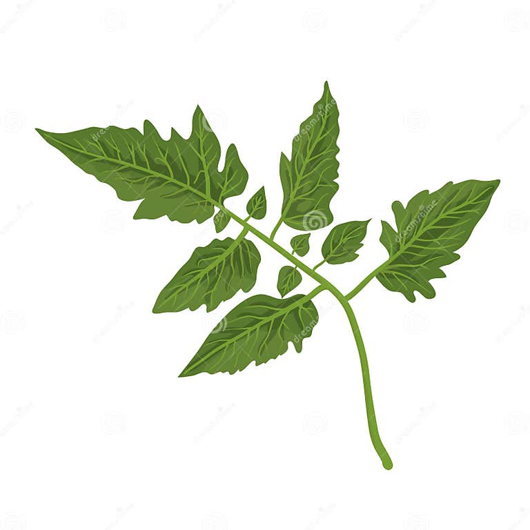 Tomato leaf, on white stock vector. Illustration of leaves - 55820941
