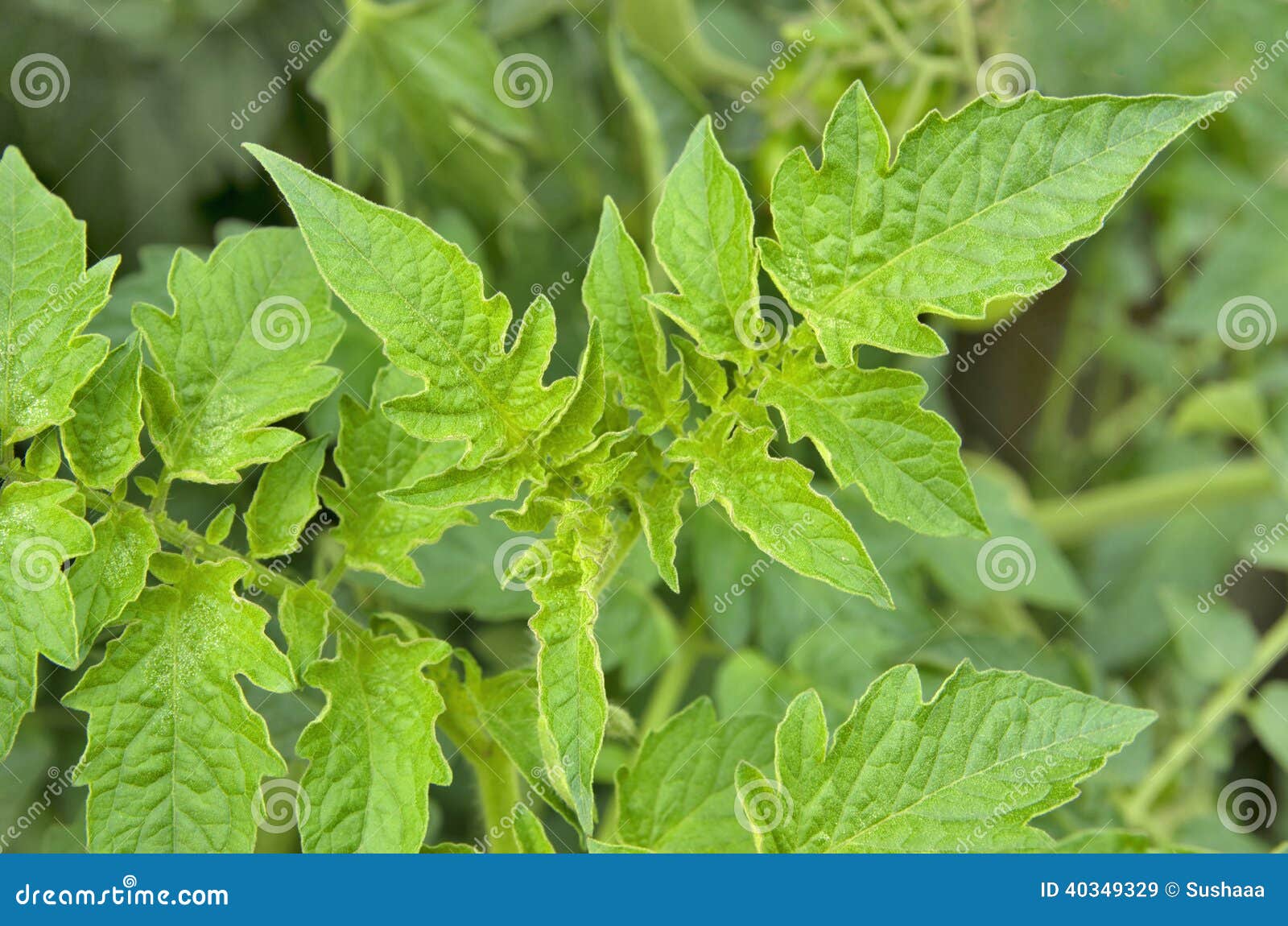 Tomato leaves stock image. Image of nature, vegetable - 40349329