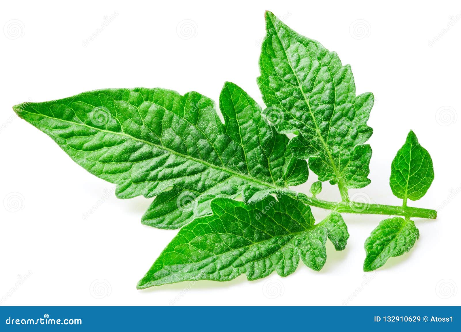 Tomato leaves isolated stock image. Image of leaf, green - 132910629