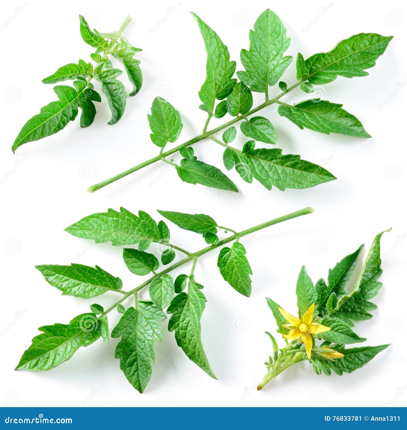 Tomato Leaves Isolated On White, Collection Stock Image | CartoonDealer ...