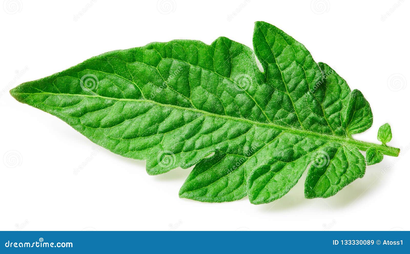 Tomato leaves stock image. Image of green, fresh, plant - 133330089