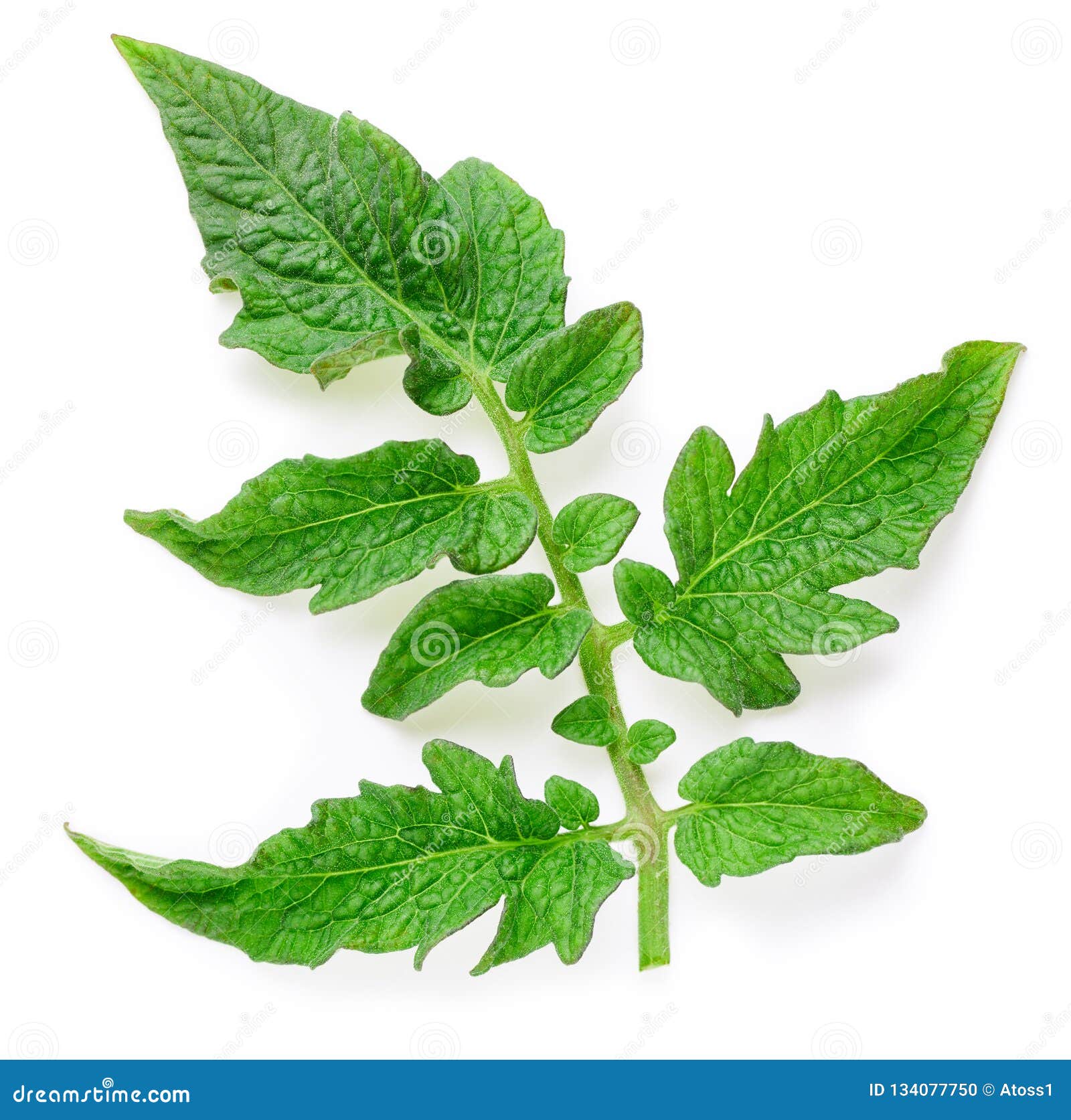 Tomato leaves isolated stock photo. Image of ripe, tomatoes - 134077750