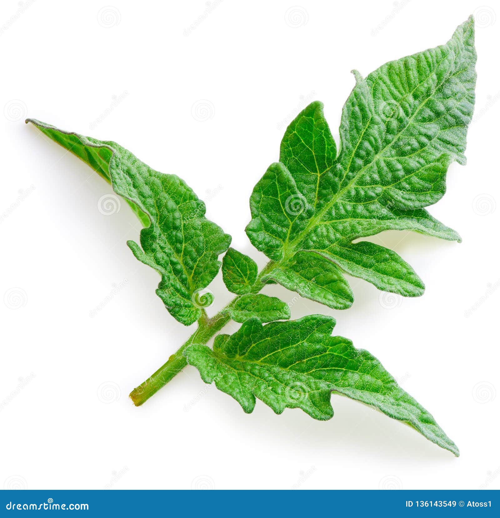 Tomato leaves stock image. Image of single, tomatoes - 136143549