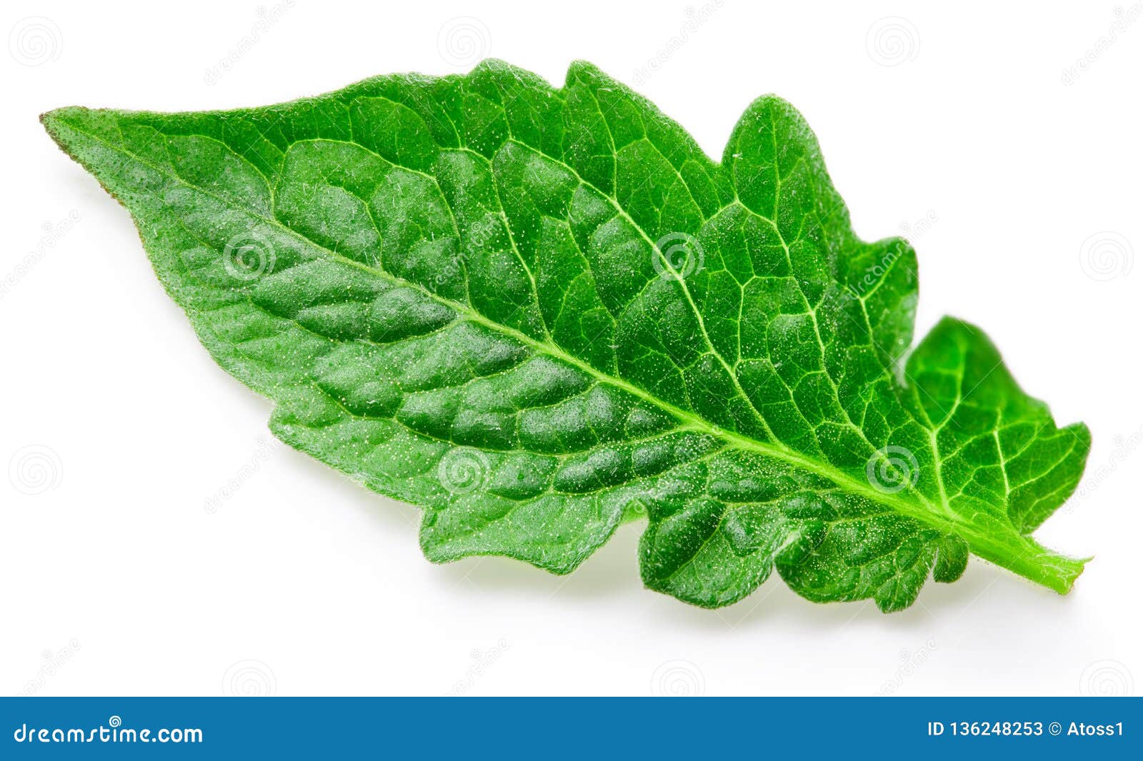 Tomato leaves stock image. Image of tomato, ripe, green - 136248253