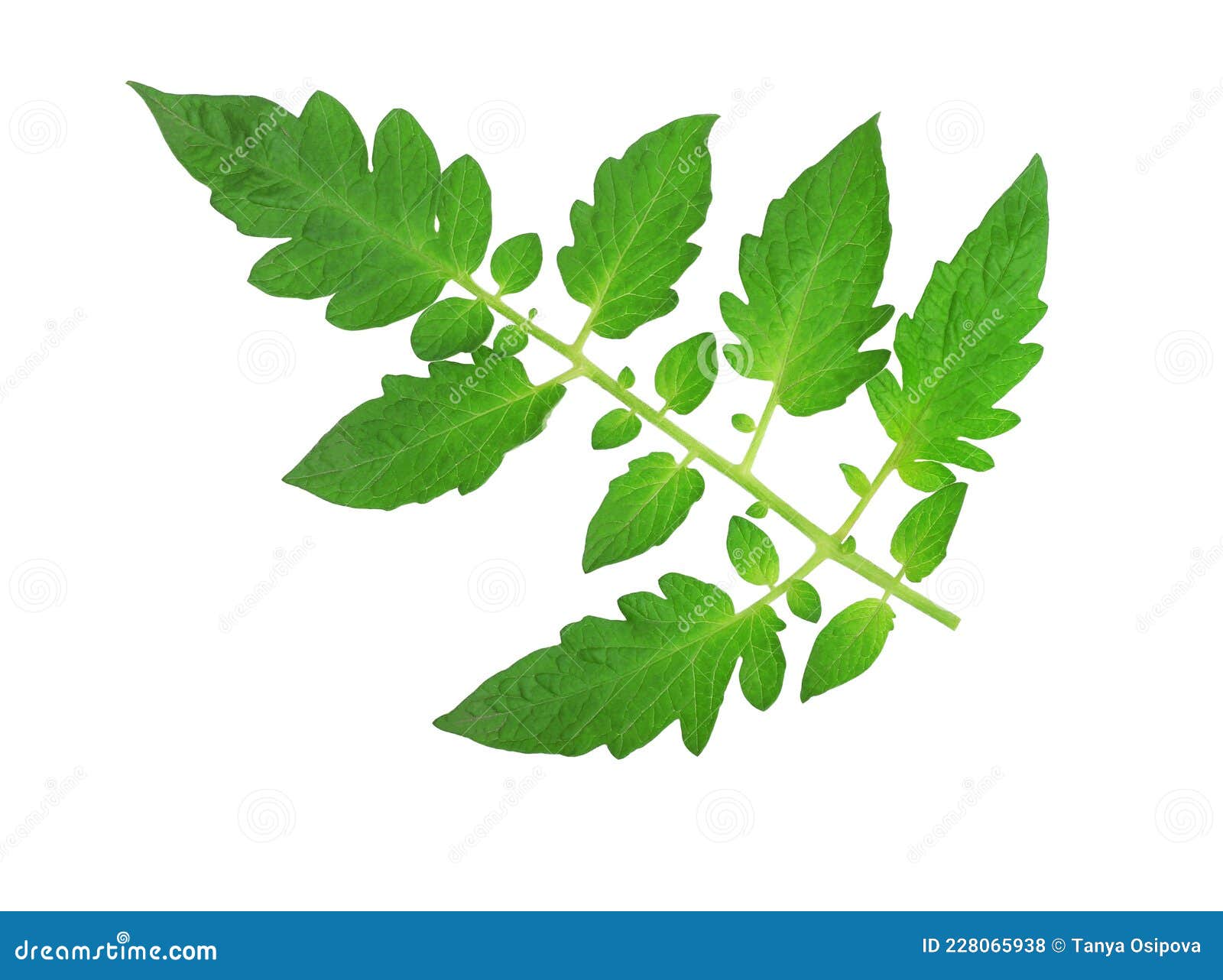 Tomato Leaves, Top View, Isolated on a White Background Stock Photo ...