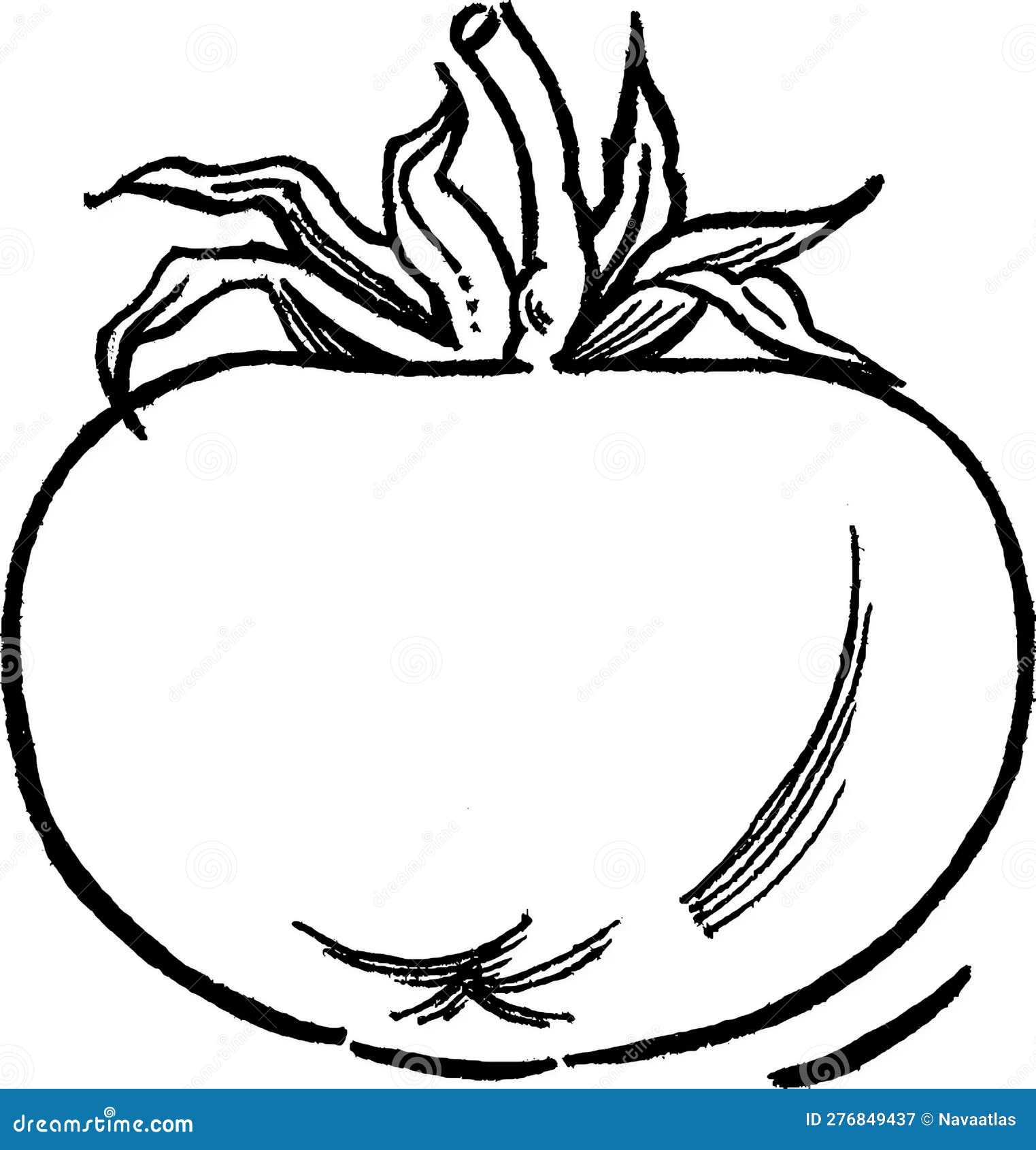 Tomato line art stock illustration. Illustration of drawing - 276849437