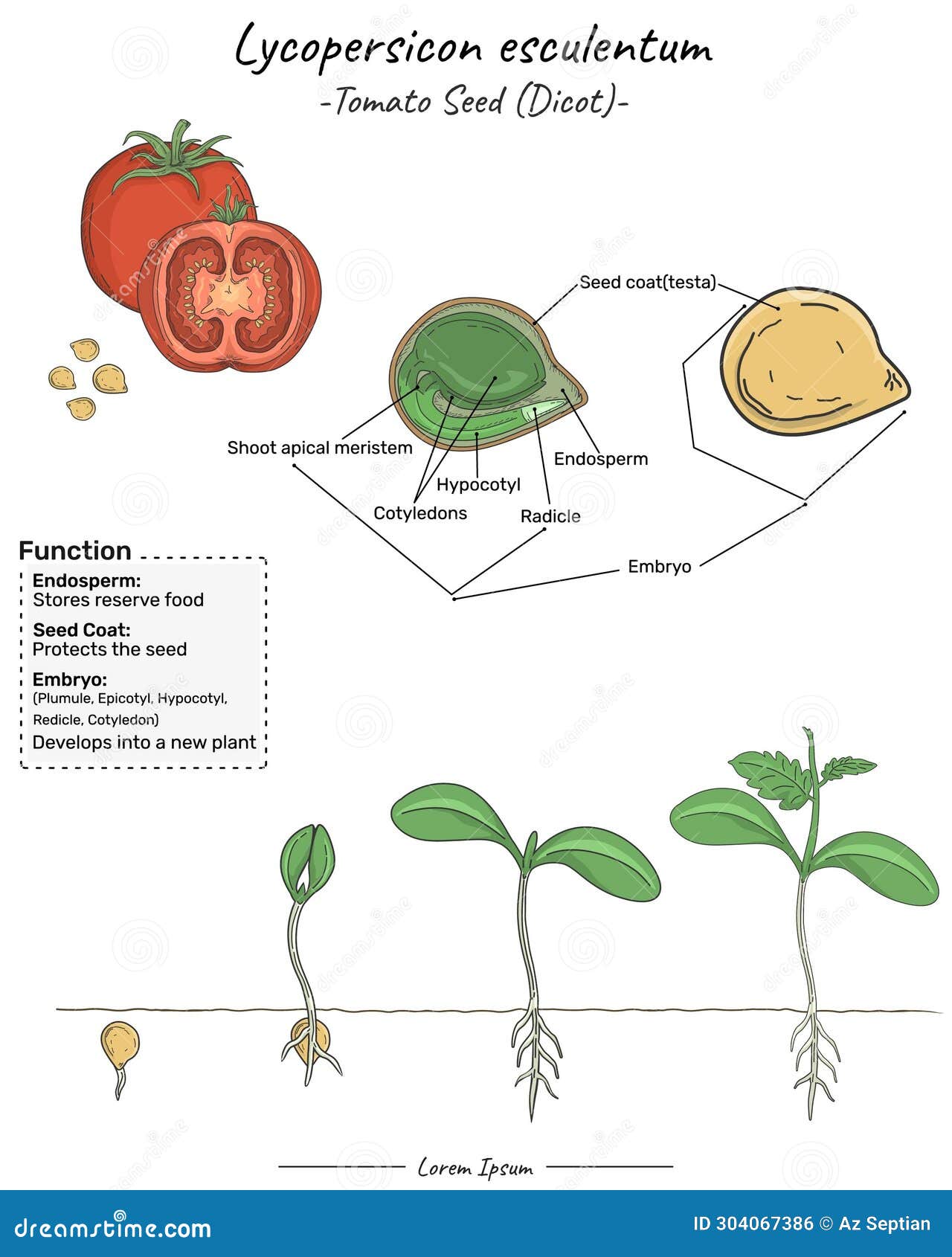 Dicotyledon Leaf Vintage Illustration Cartoon Vector | CartoonDealer ...