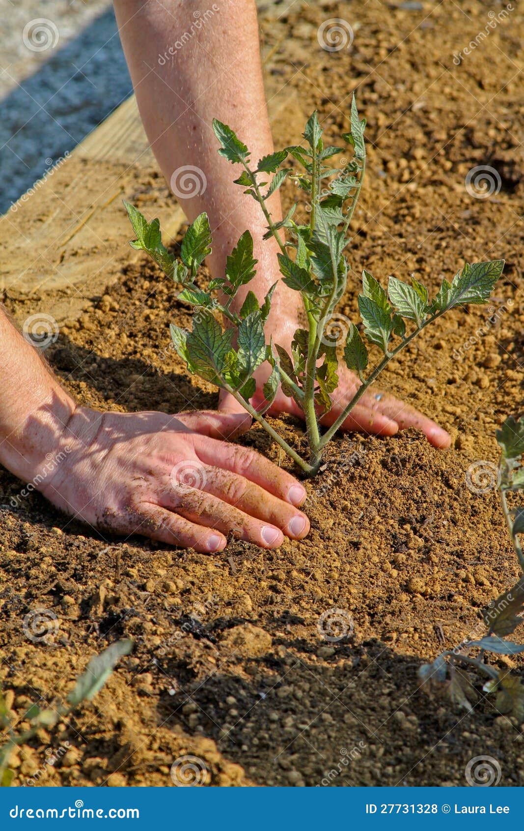 Tomato Man stock photo. Image of gardening, growth, recreation - 27731328