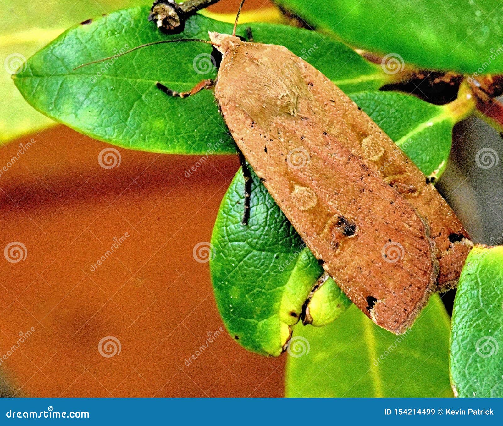 Tomato Moth - Lacanobia Oleracea Royalty-Free Stock Photo ...