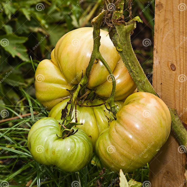 Tomato mutant stock image. Image of healthy, isolated - 28748785