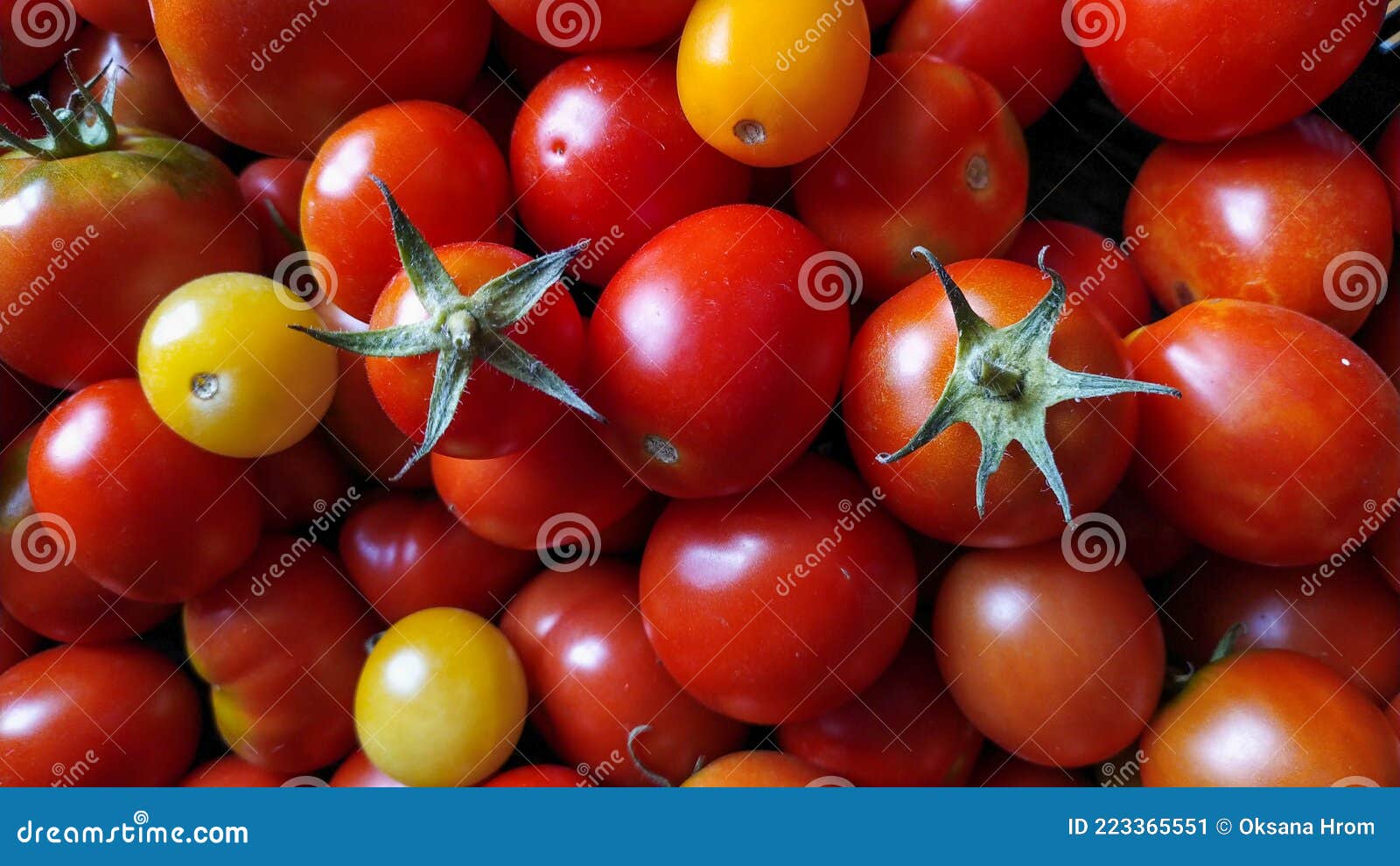 Tomato paradise in Ukraine stock image. Image of tomatoes - 223365551