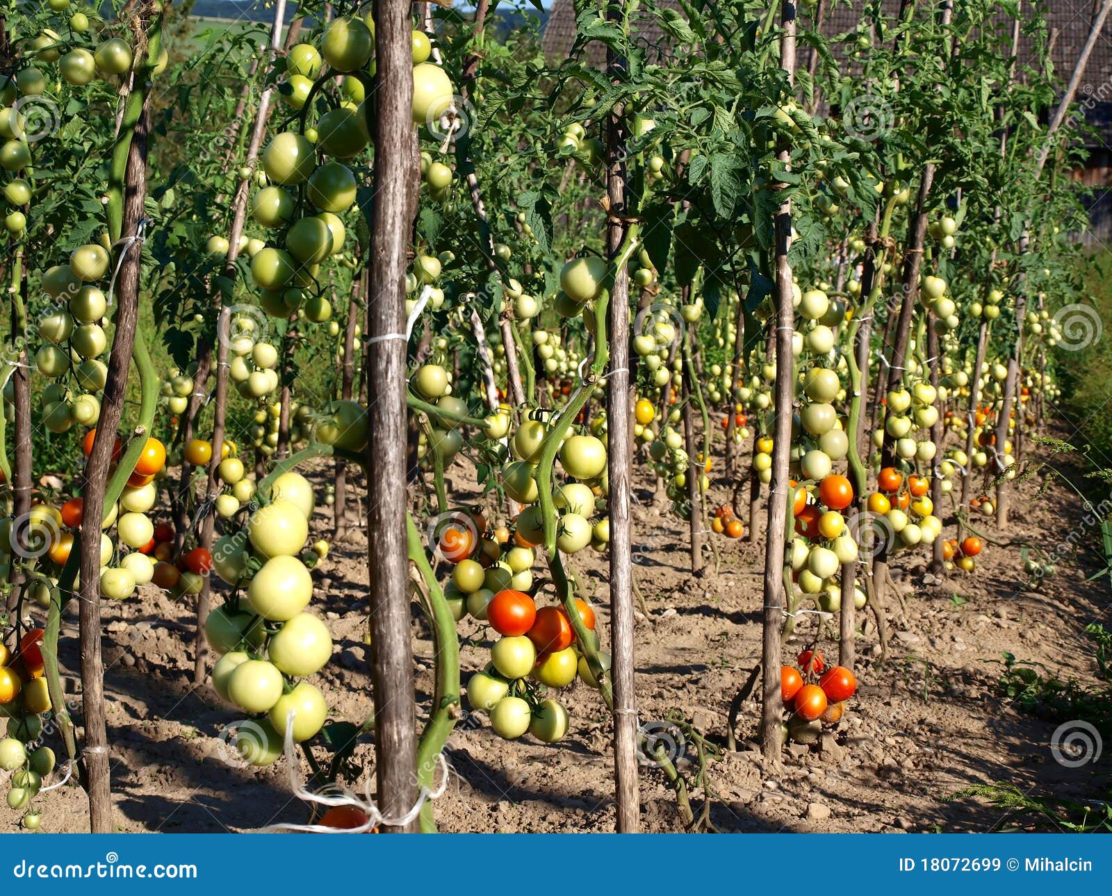 Tomato patch stock image. Image of cluster, diet, growing - 18072699