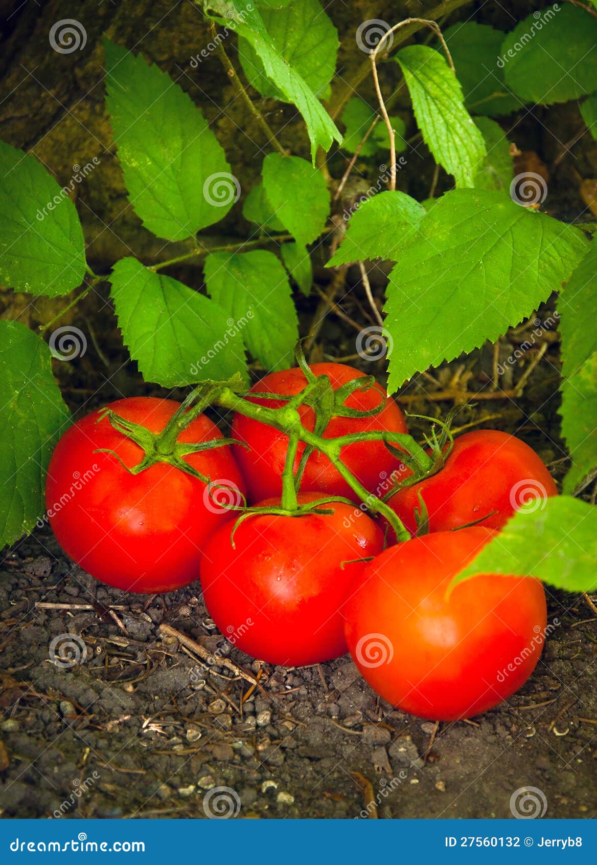 Tomato Patch Garden stock photo. Image of healthy, organic - 27560132