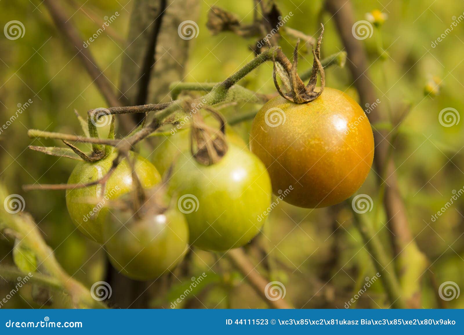 Tomato patch stock image. Image of gardening, harvesting - 44111523