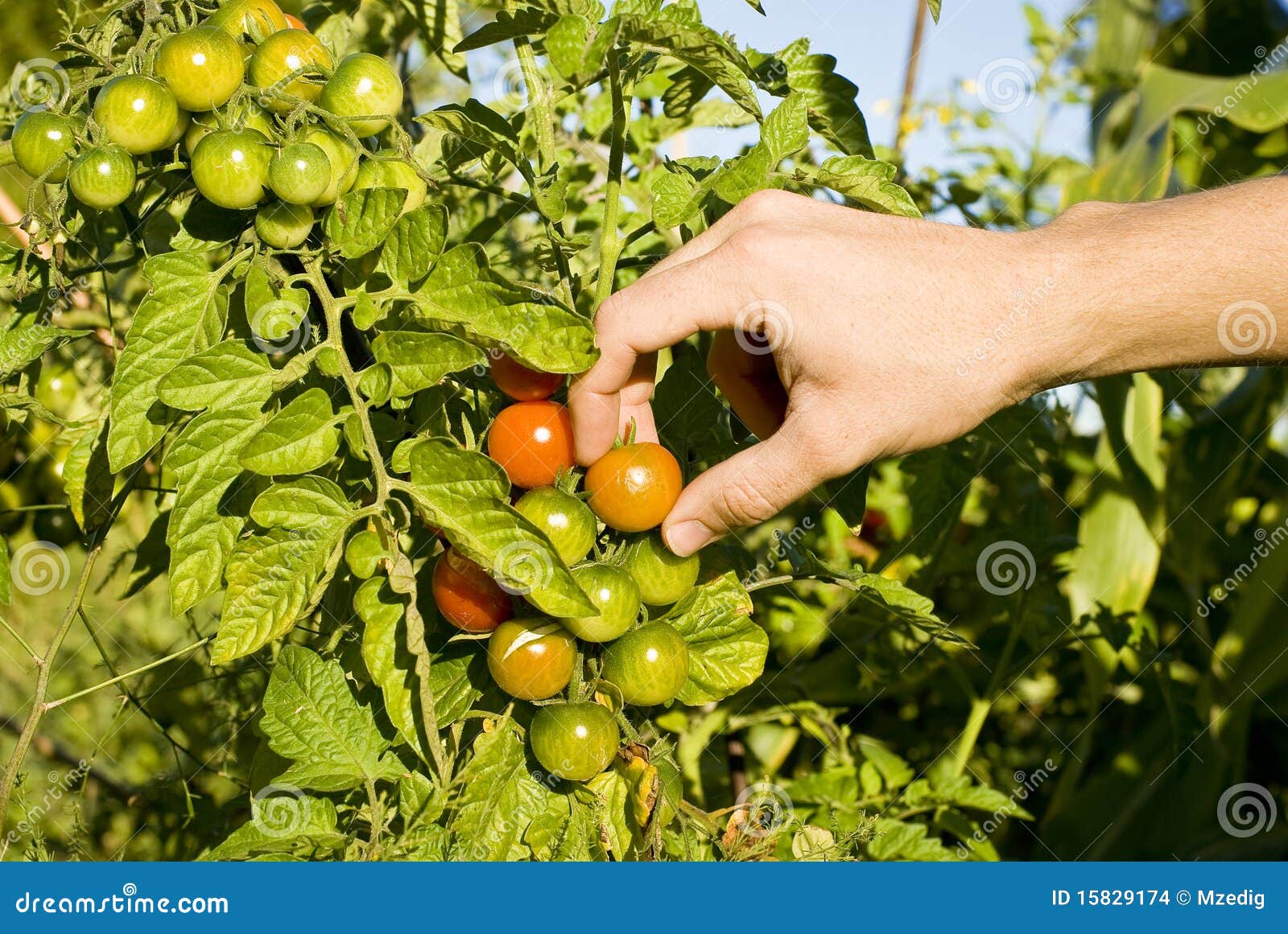 Tomato picking stock photo. Image of natural, ingredient - 15829174