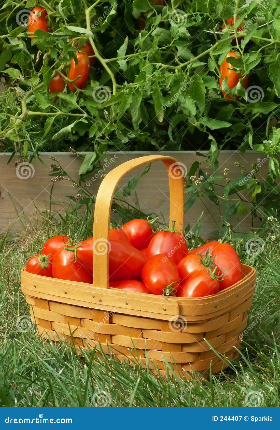 Tomato picking stock image. Image of harvest, italian, plant - 244407