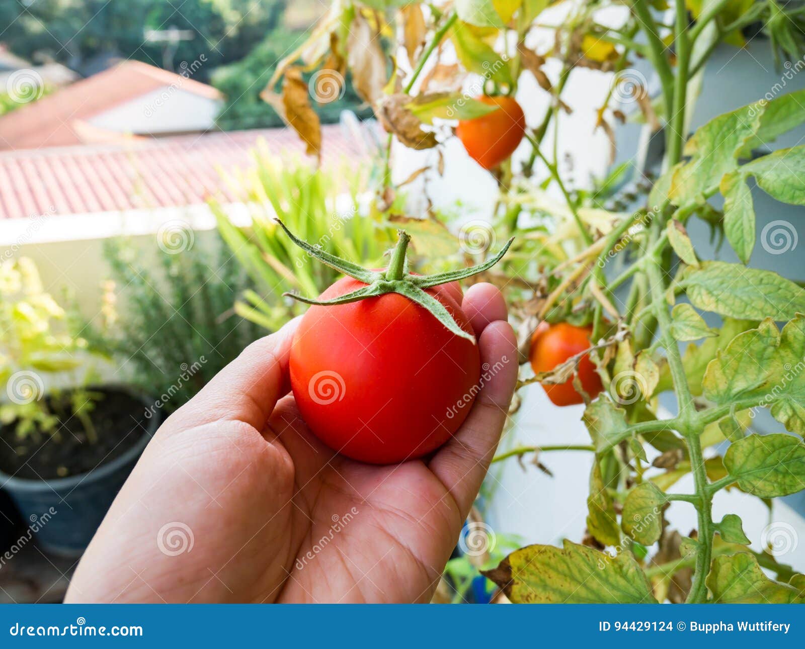 Tomato picking stock photo. Image of ingredient, food - 94429124