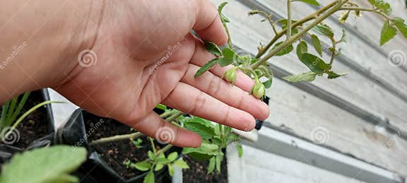 Tomato plan in house stock photo. Image of tomato, plan - 318647838