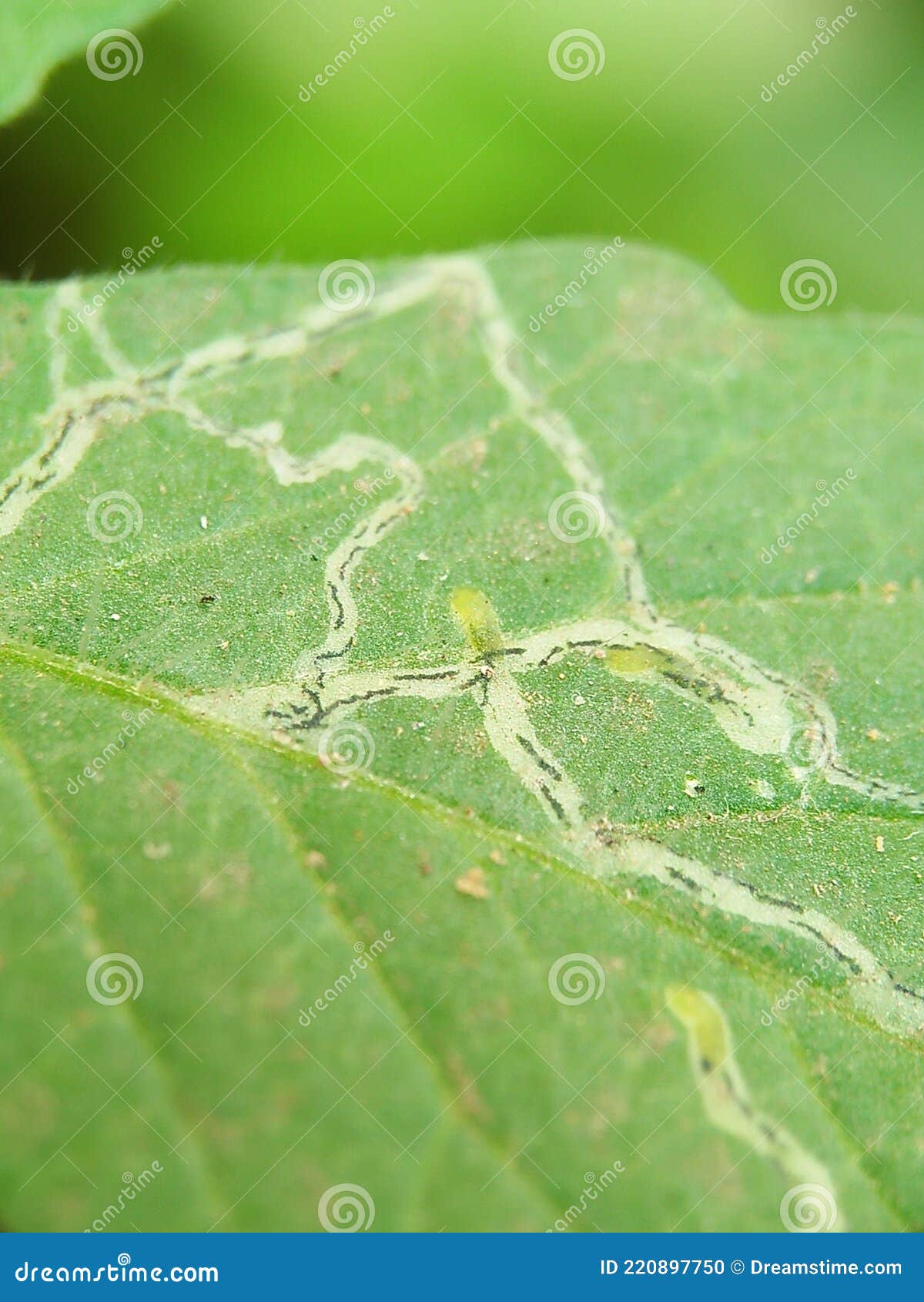 Tomato Plant Affected by Leaf Miner Stock Photo - Image of green ... Tomato Plant Affected by Leaf Miner Stock Photo - Image of green ...