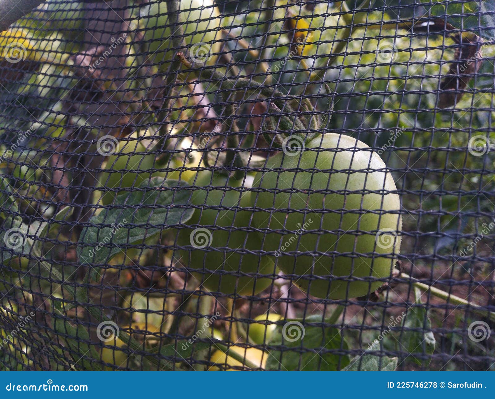 Tomato plant behind net stock photo. Image of fence - 225746278