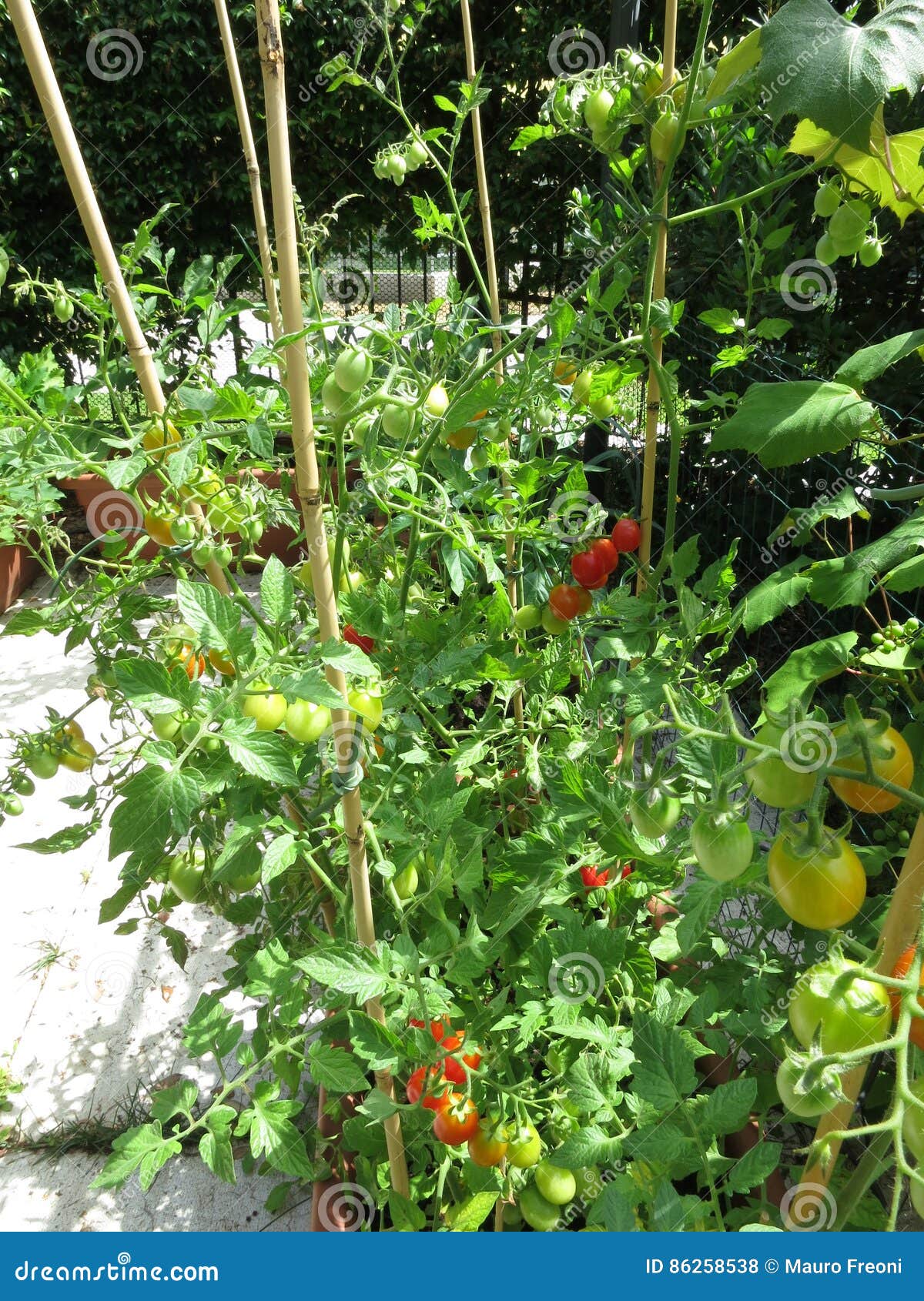 Tomato plant stock photo. Image of garden, leaves, biologic - 86258538