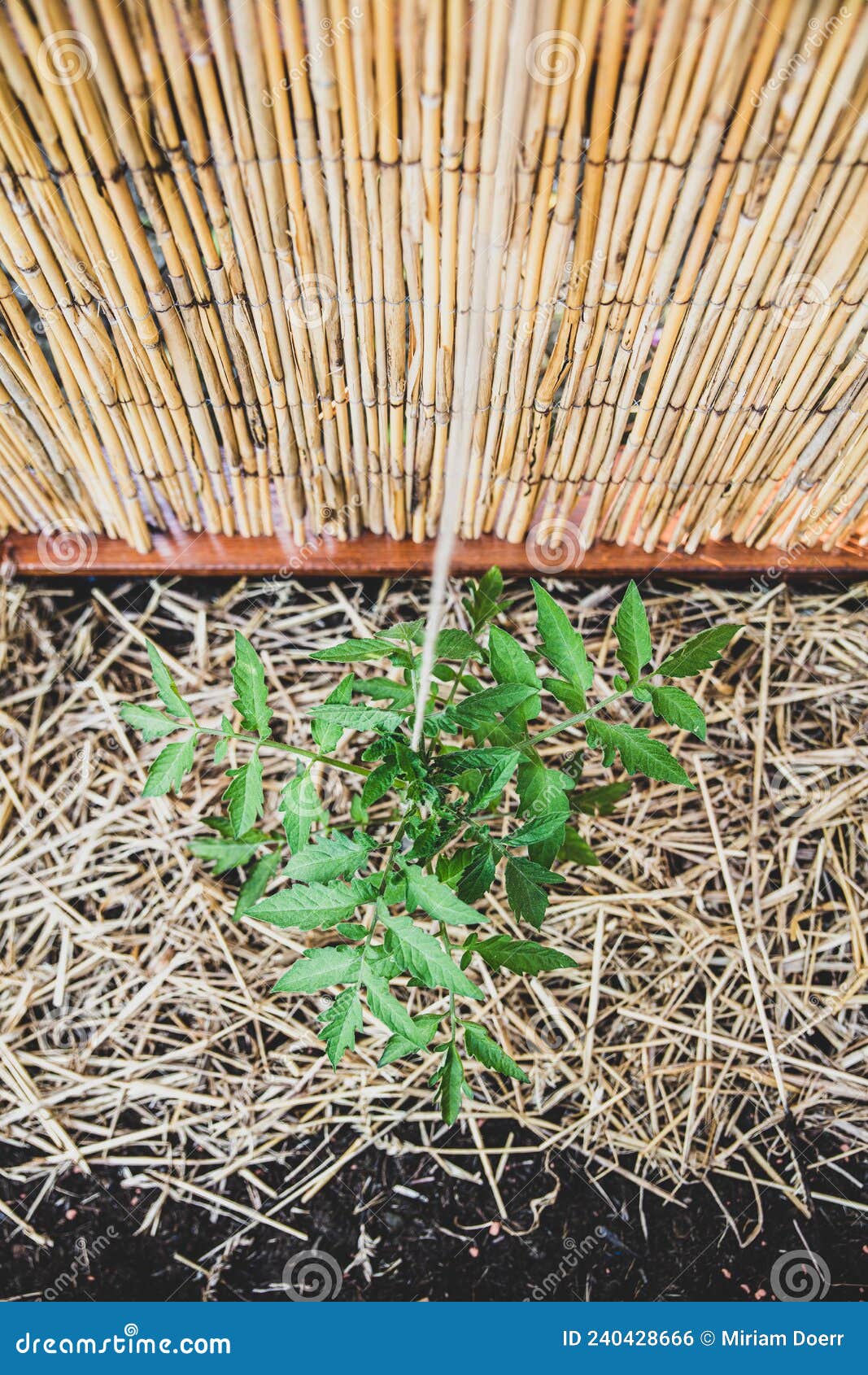 Tomato Plant Climbing on a String, Topview Stock Photo - Image of ...