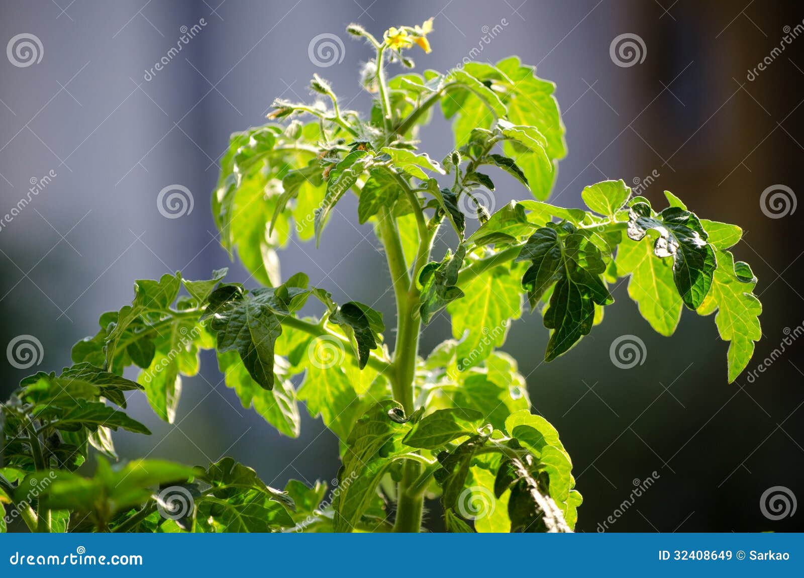 Tomato plant stock image. Image of detail, tomatoes, natural - 32408649