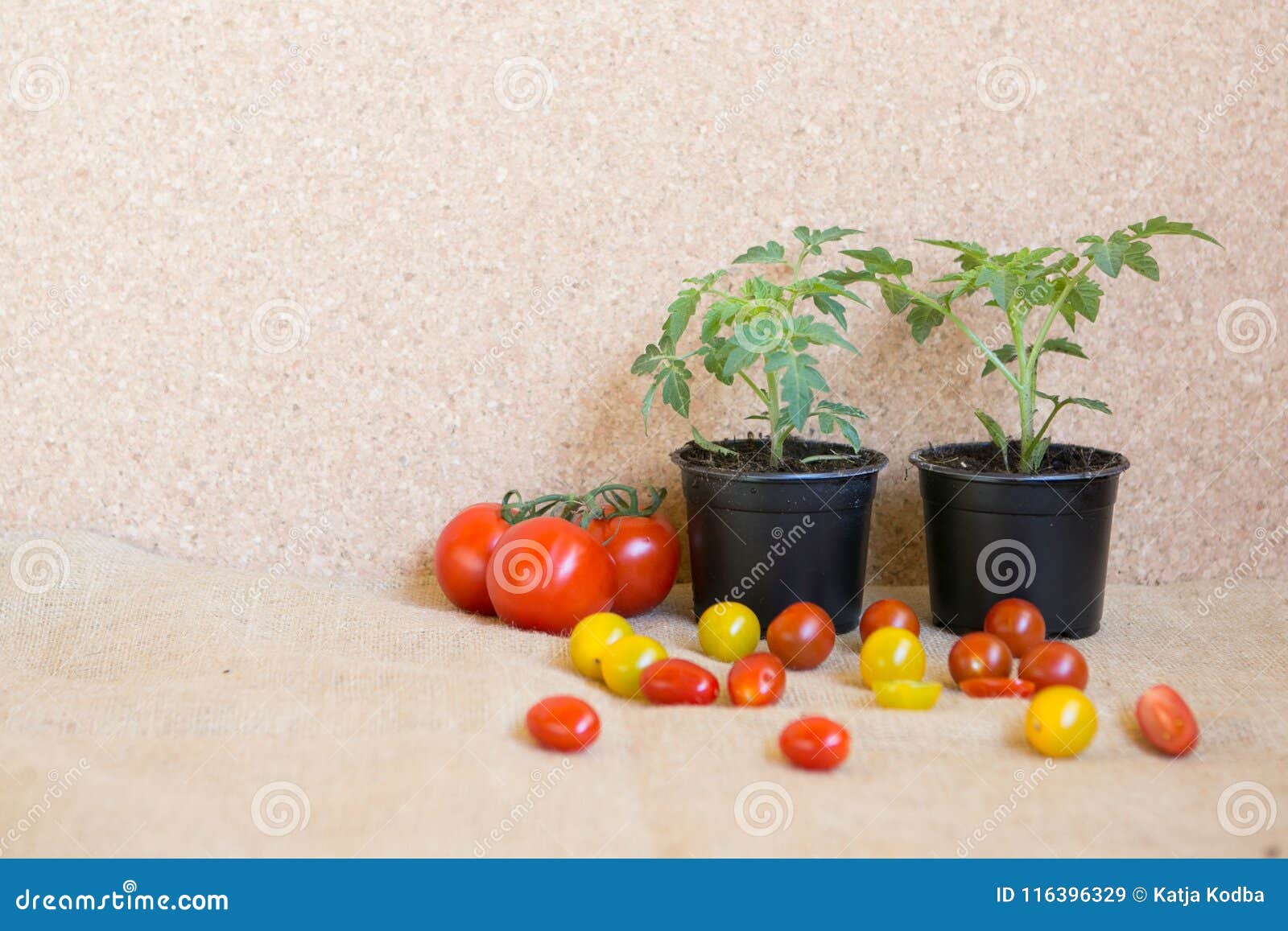 Tomato: before and after: Plant and a Friut Stock Image - Image of ...