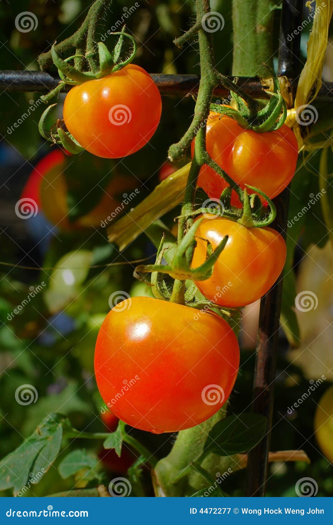 Tomato plant in the garden stock image. Image of plantation - 4472277