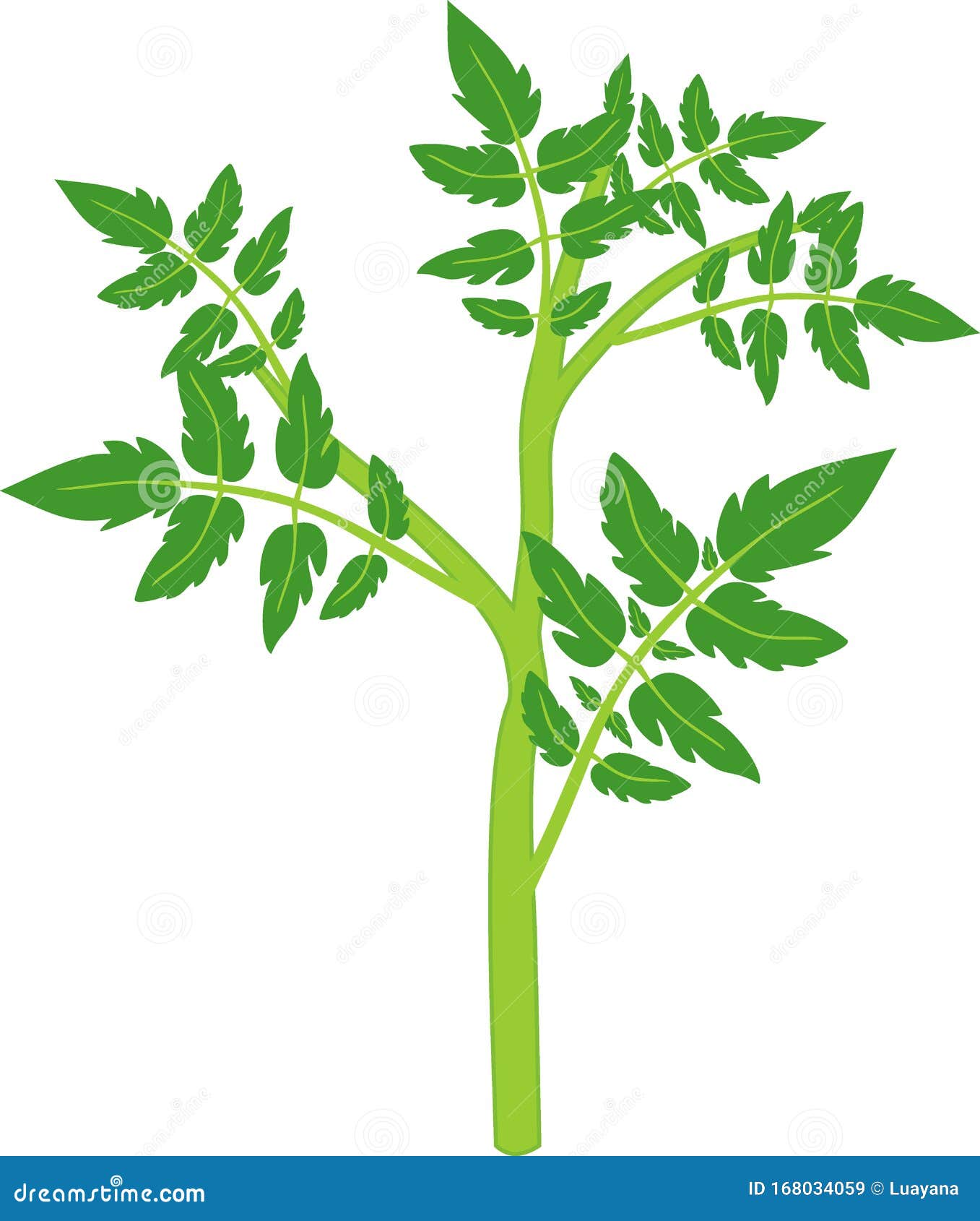 Tomato Plant Stem Stock Illustrations – 540 Tomato Plant Stem Stock ...