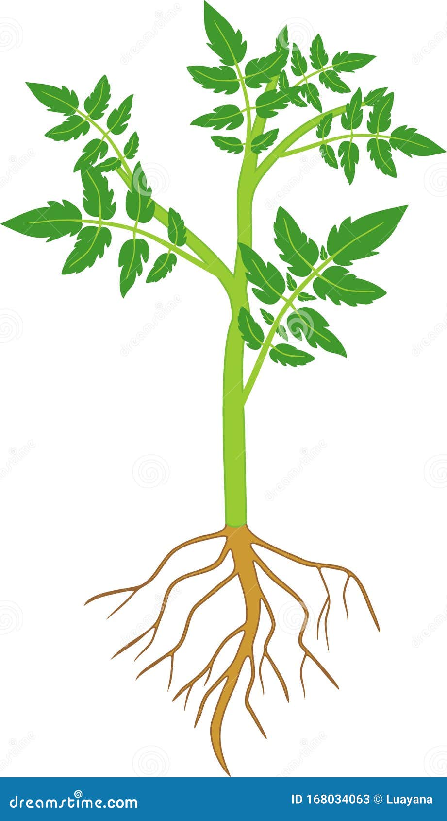 Tomato Plant with Green Leaf and Root System Stock Vector ...