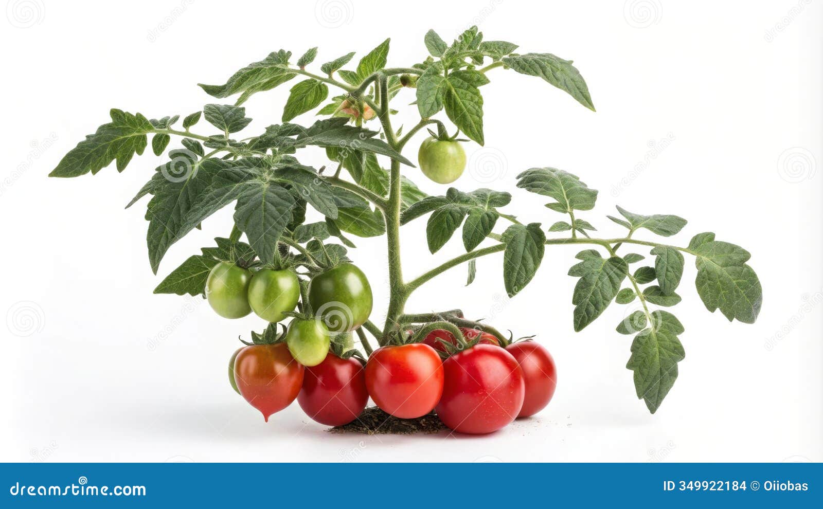 Tomato Plant Growth Stages, Red and Green, White Background Stock ...