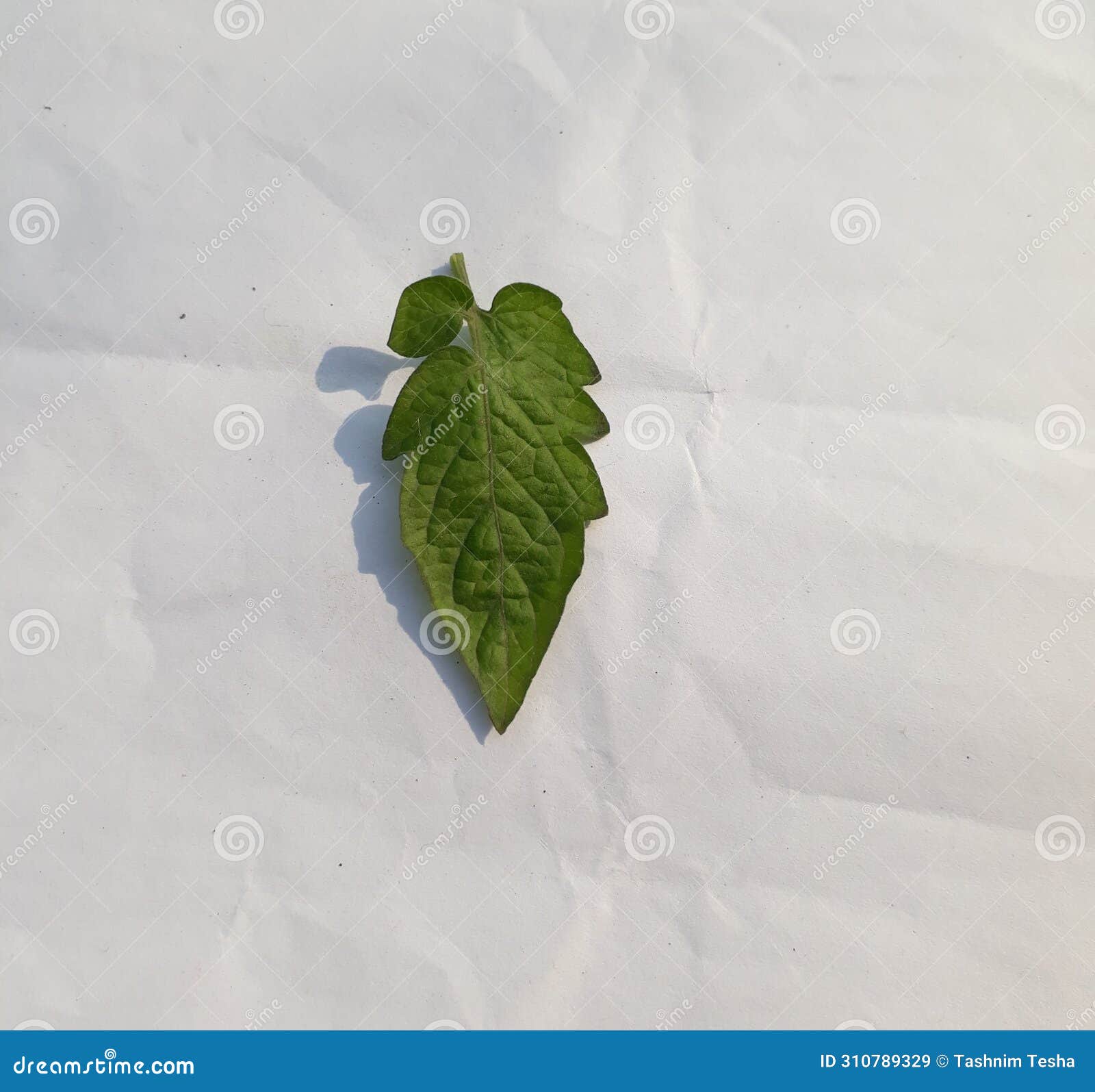 The Tomato Plant Has Compound Leaves. a Compound Leaf is Made Up of ...