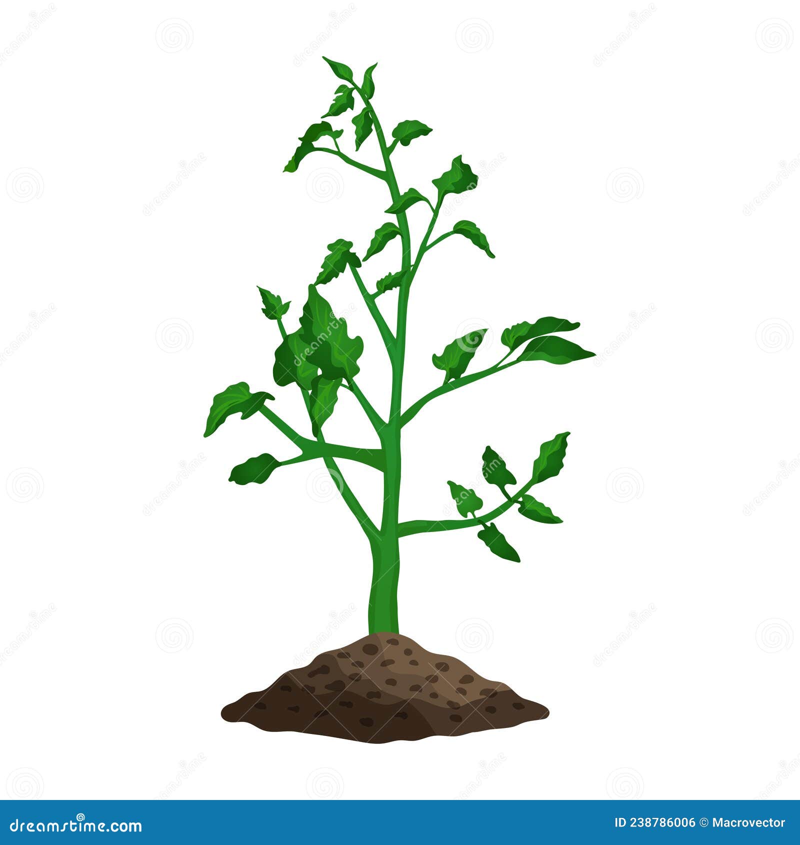 Tomato Plant Illustration stock vector. Illustration of branch - 238786006