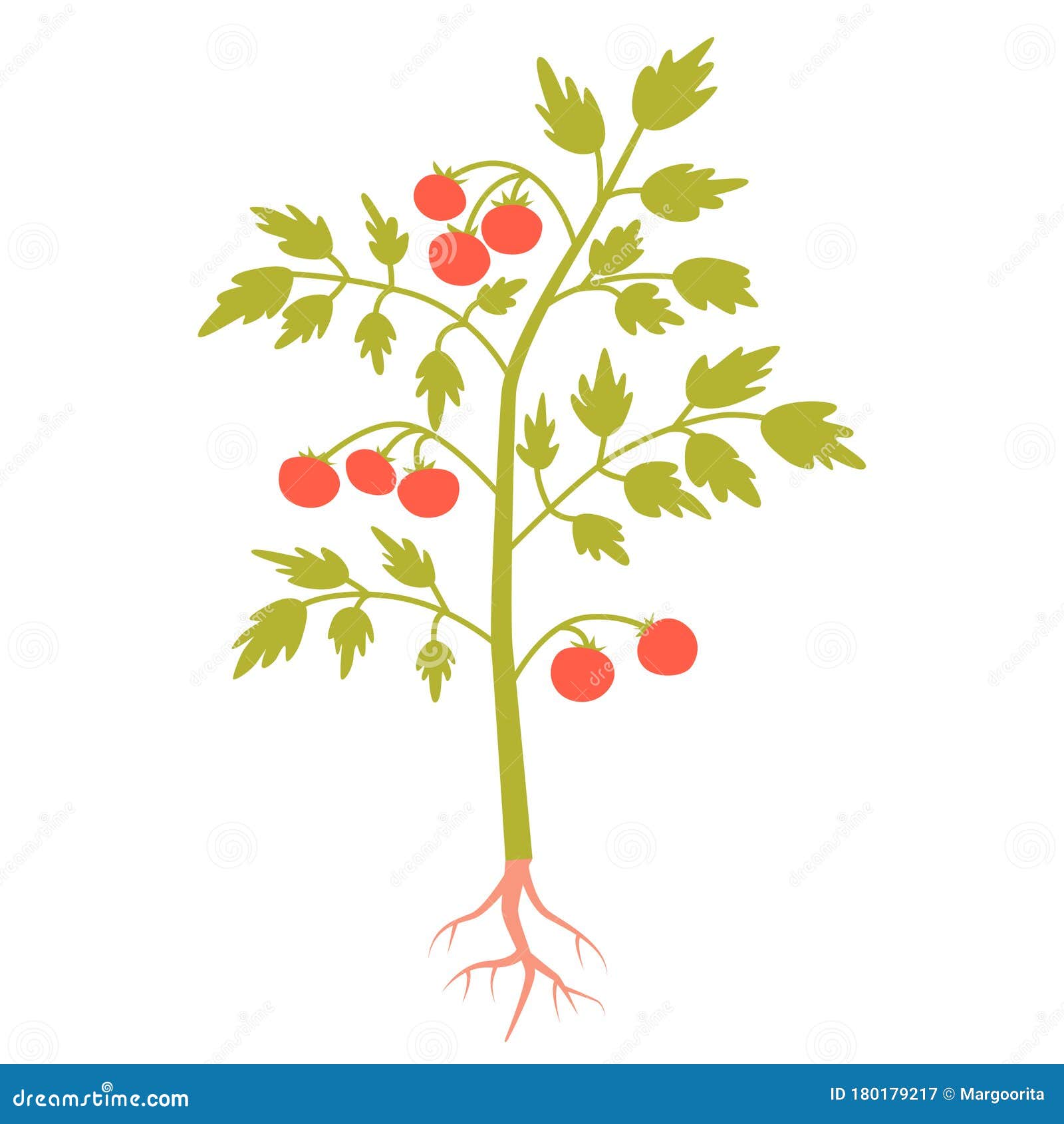 Tomato Plant Vector Illustration | CartoonDealer.com #57104250