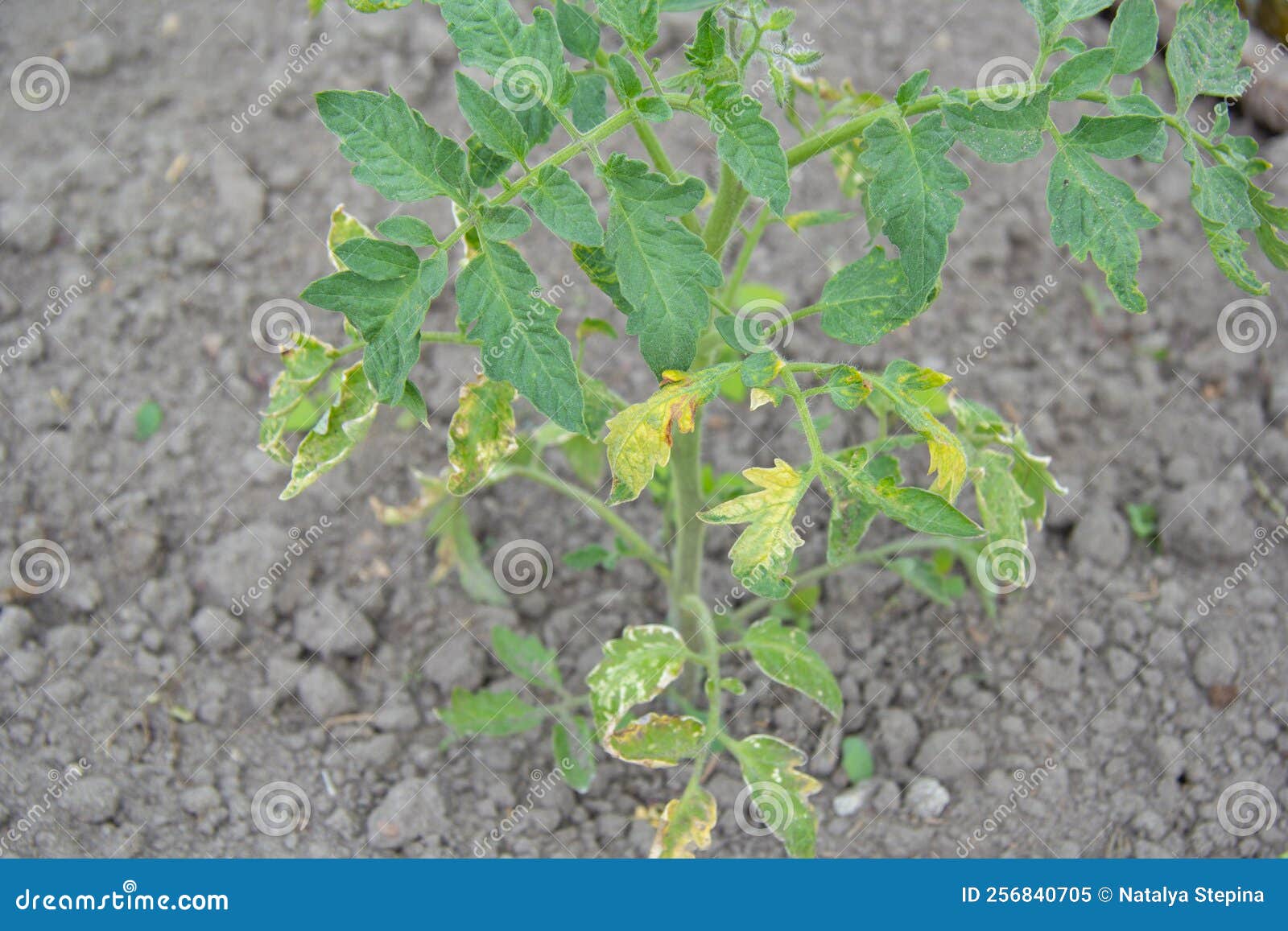 Tomato Plant with Leaves Damaged by the Disease. Blight Stock Image ...
