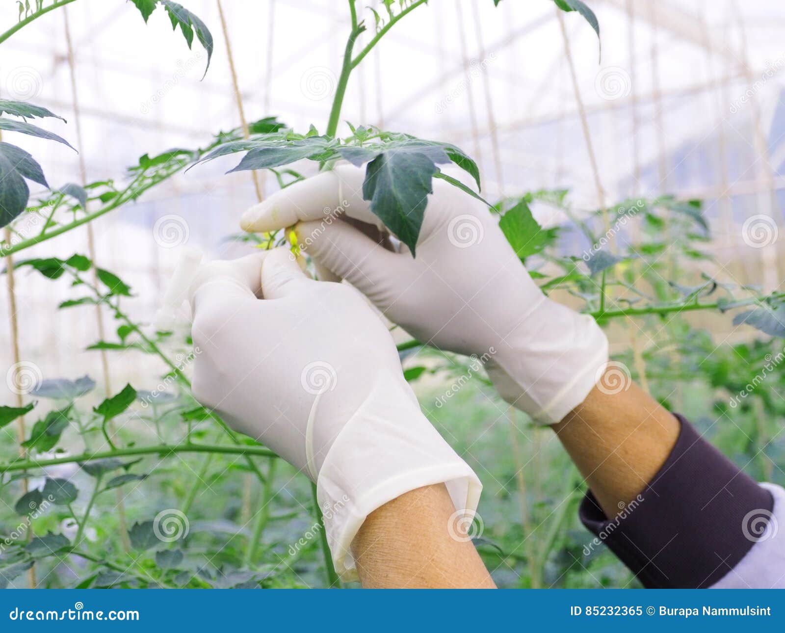 Tomato Plant Pollination by the Hand. Stock Image - Image of ...