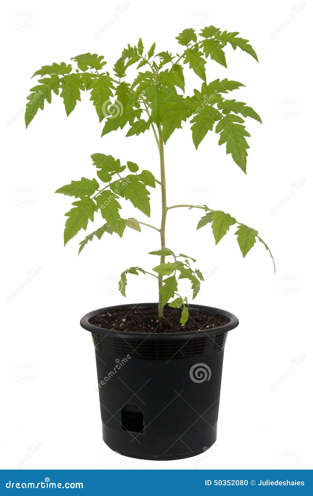 Tomato plant in pot stock photo. Image of flower, gardening - 50352080