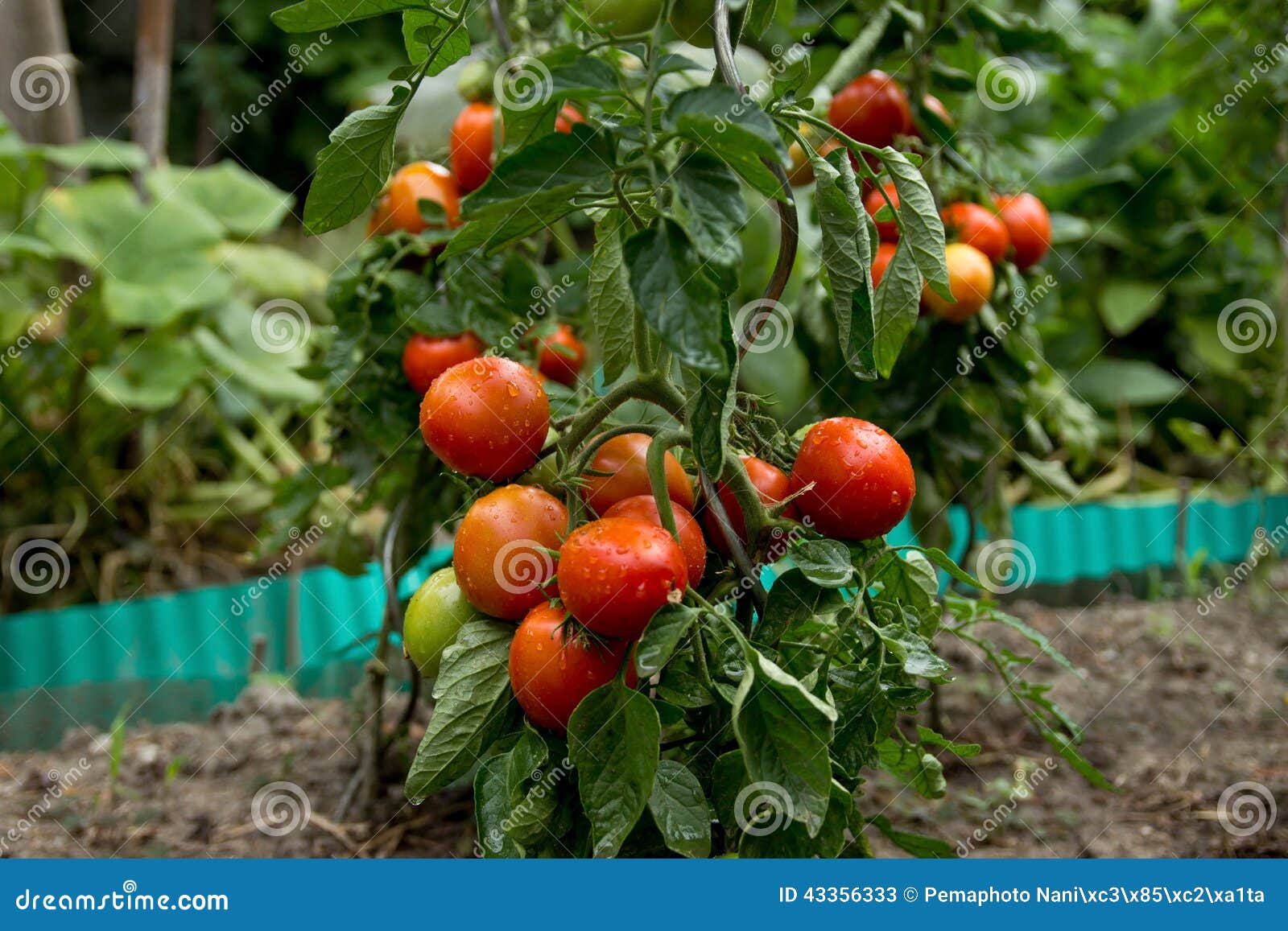 Tomato Plant stock image. Image of vegetable, green, pottle - 43356333