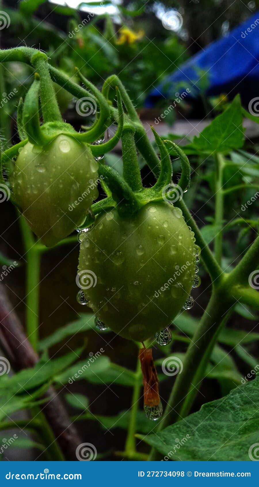 Tomato plant | ripe stock photo. Image of ripe, kerala - 272734098