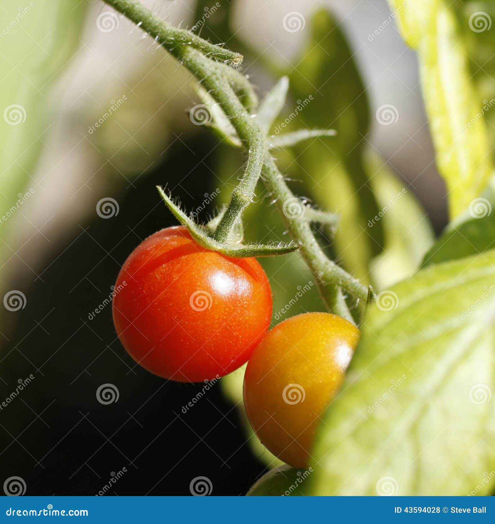 Tomato Plant stock photo. Image of food, farm, tomato - 43594028
