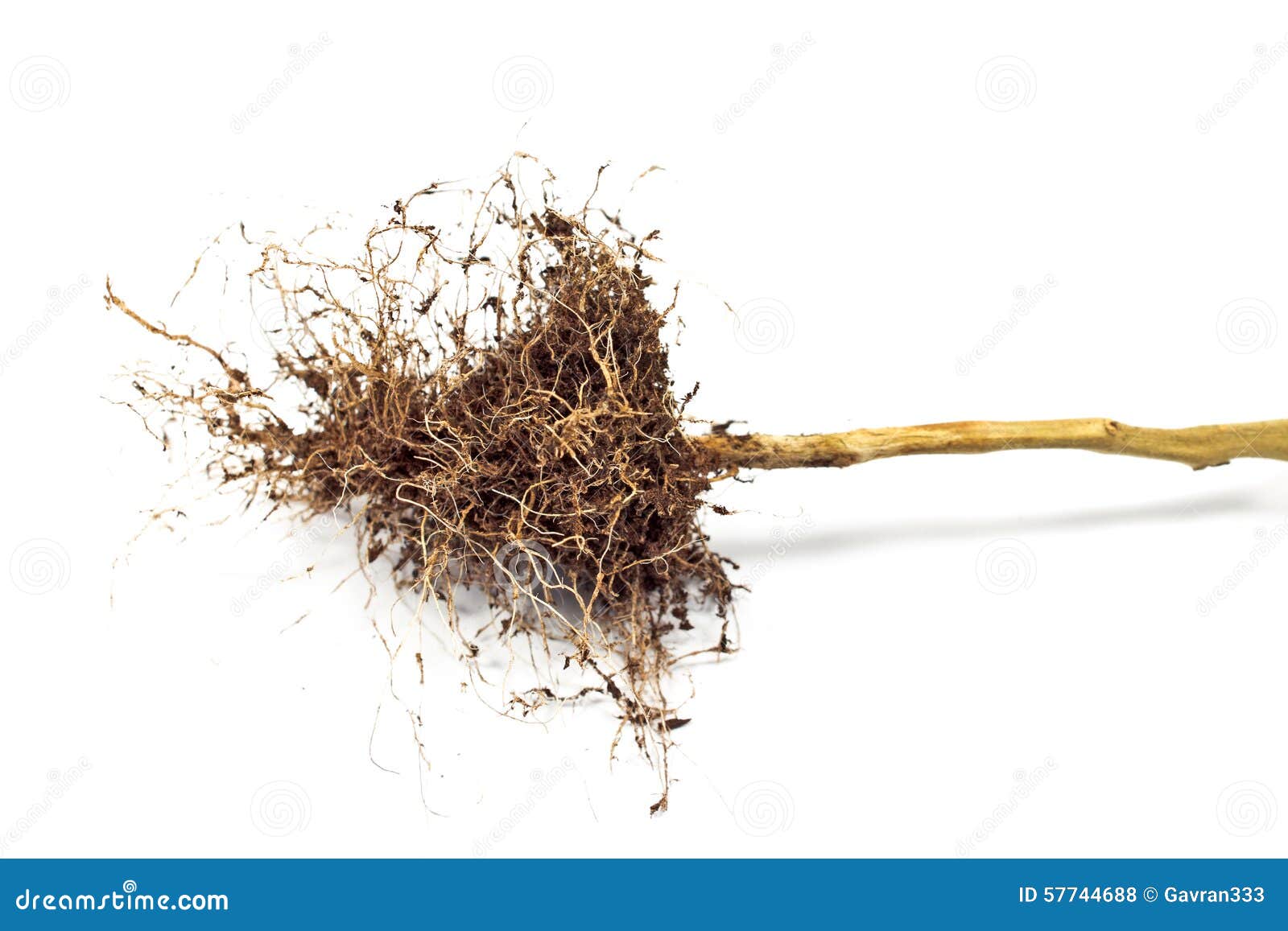 Tomato Plant Roots Close Up Stock Photo - Image of start, protection ...