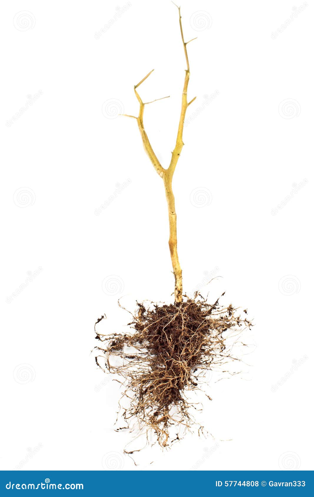 Tomato plant roots stock photo. Image of environmental - 57744808