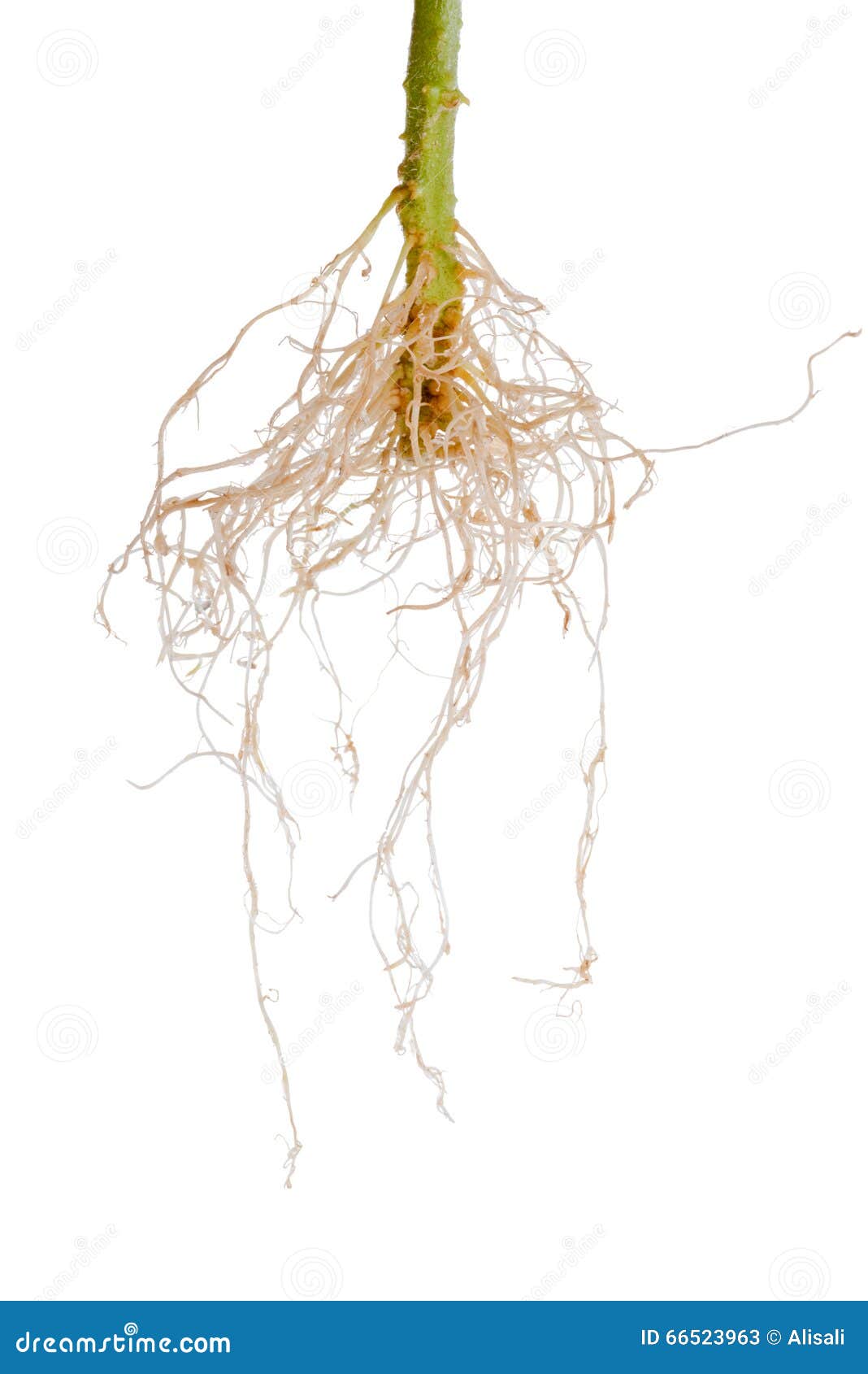 Tomato Plant Roots is Isolated on White Stock Image - Image of ground ...