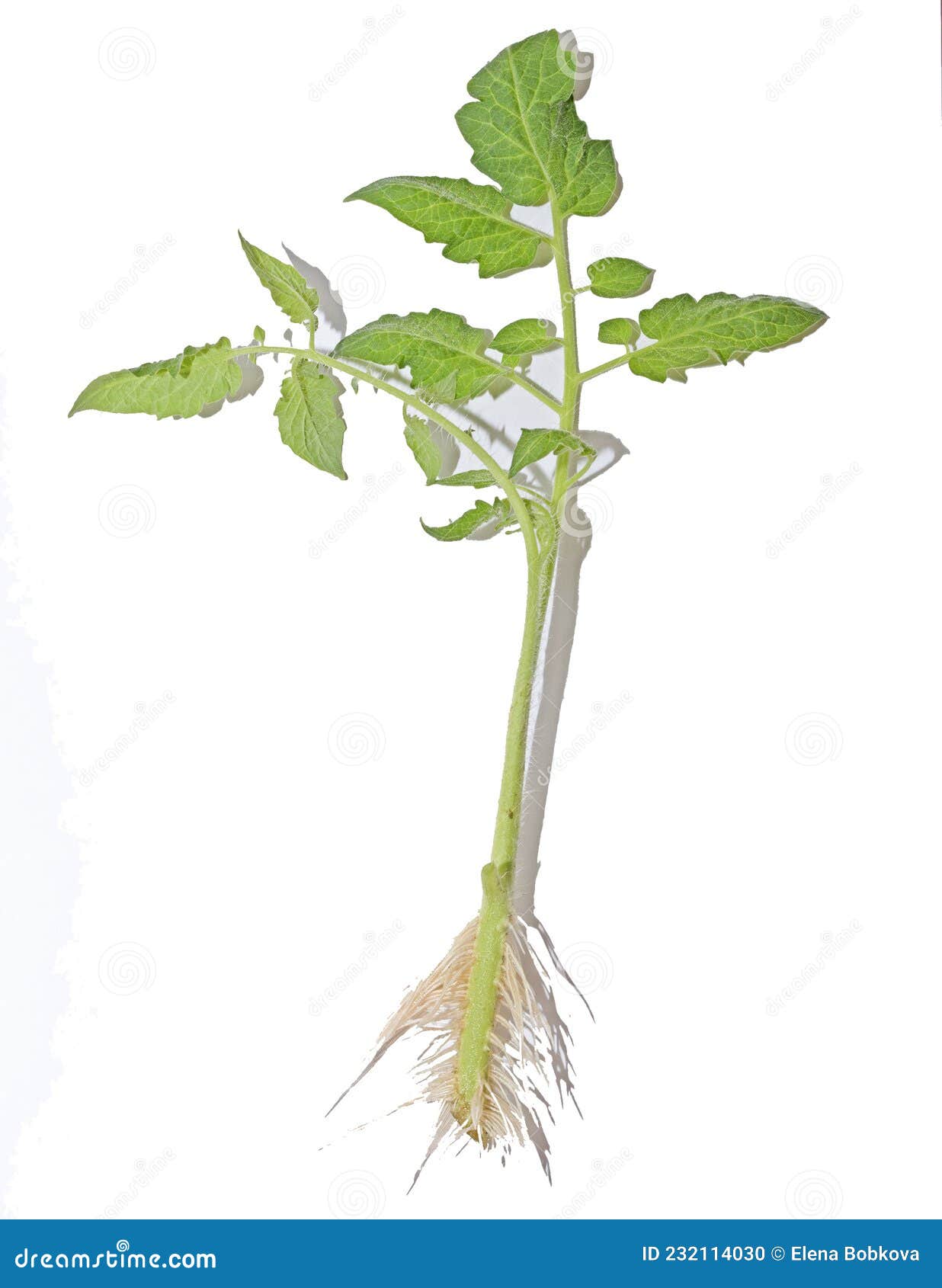 Tomato Plant With Roots