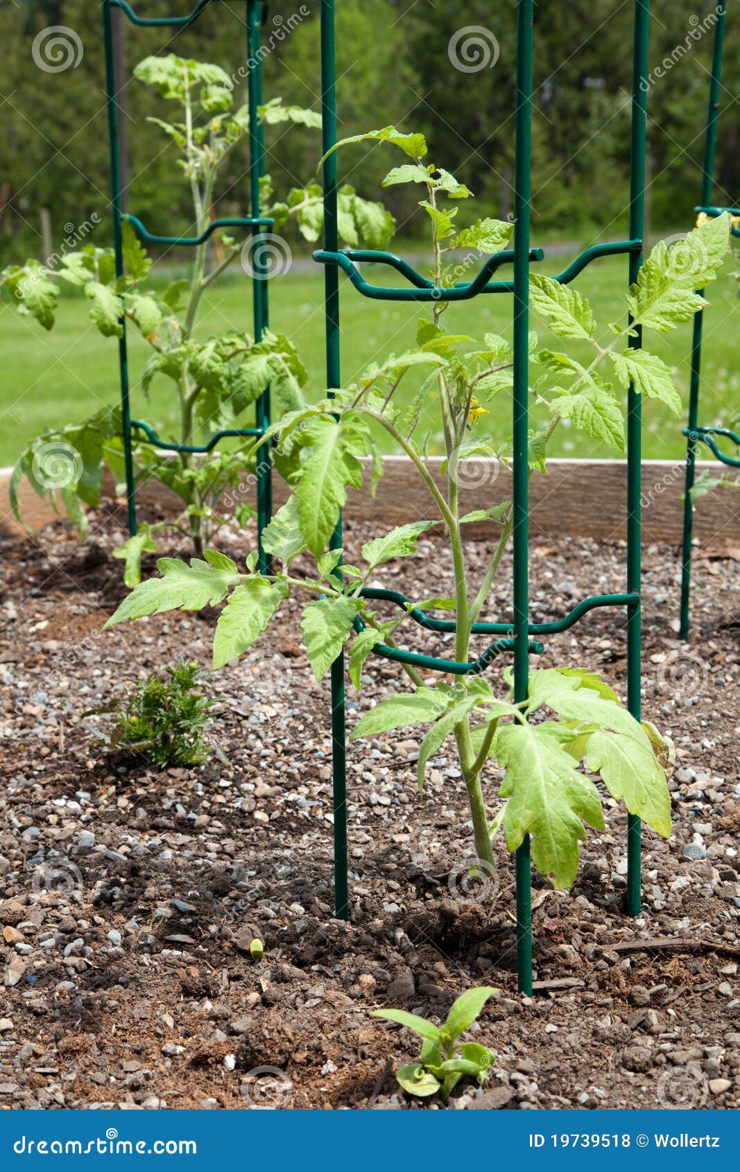 1,832 Tomato Structure Stock Photos - Free & Royalty-Free Stock Photos ...