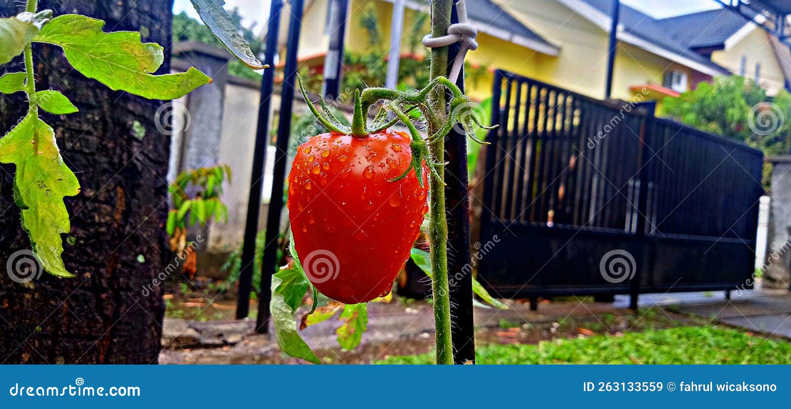 Tomato Plants Exposed To Rain in the Yard Stock Image - Image of ...