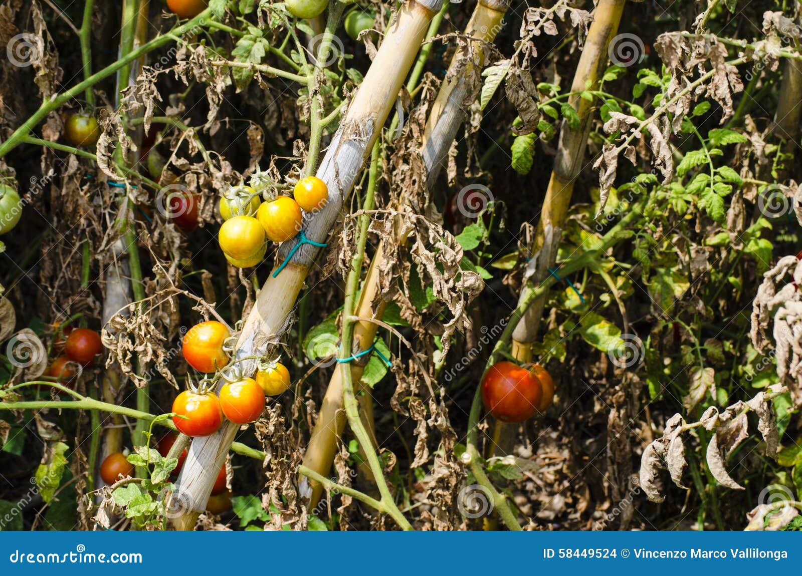 Tomato plants in Italy stock photo. Image of gourmet - 58449524