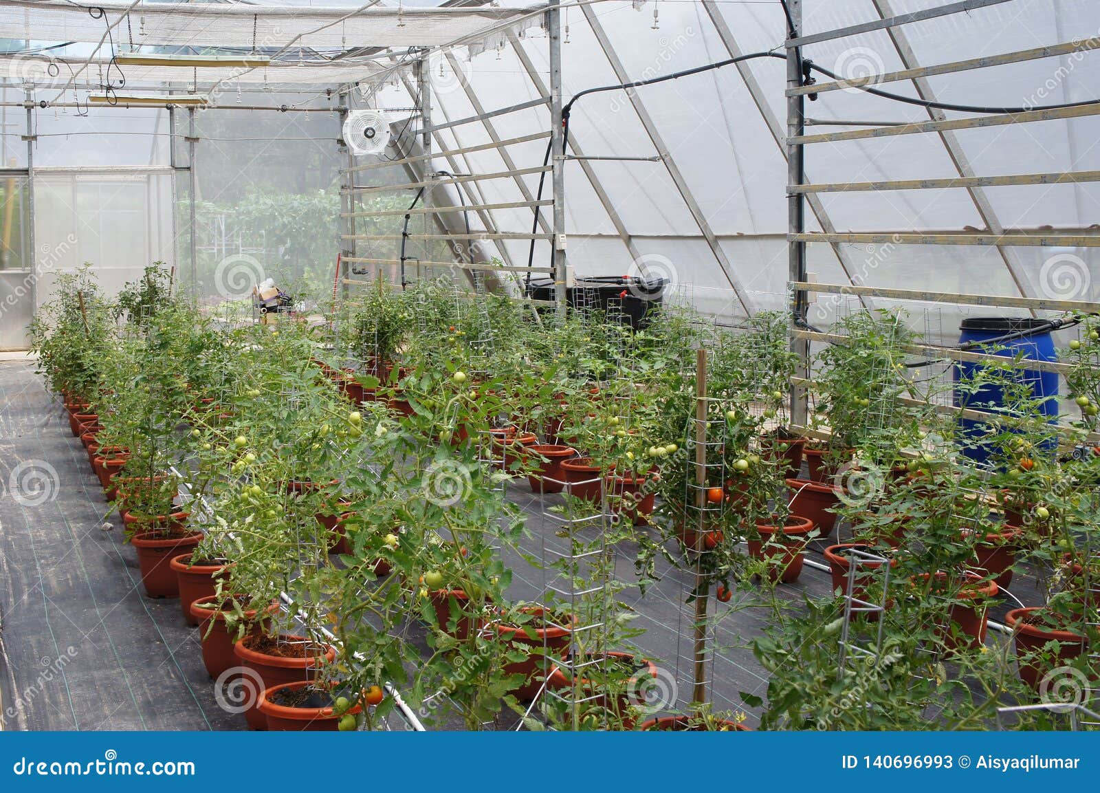 The Tomato Plants are Planted by Fertigation Method. Editorial Stock ... The Tomato Plants are Planted by Fertigation Method. Editorial Stock ...